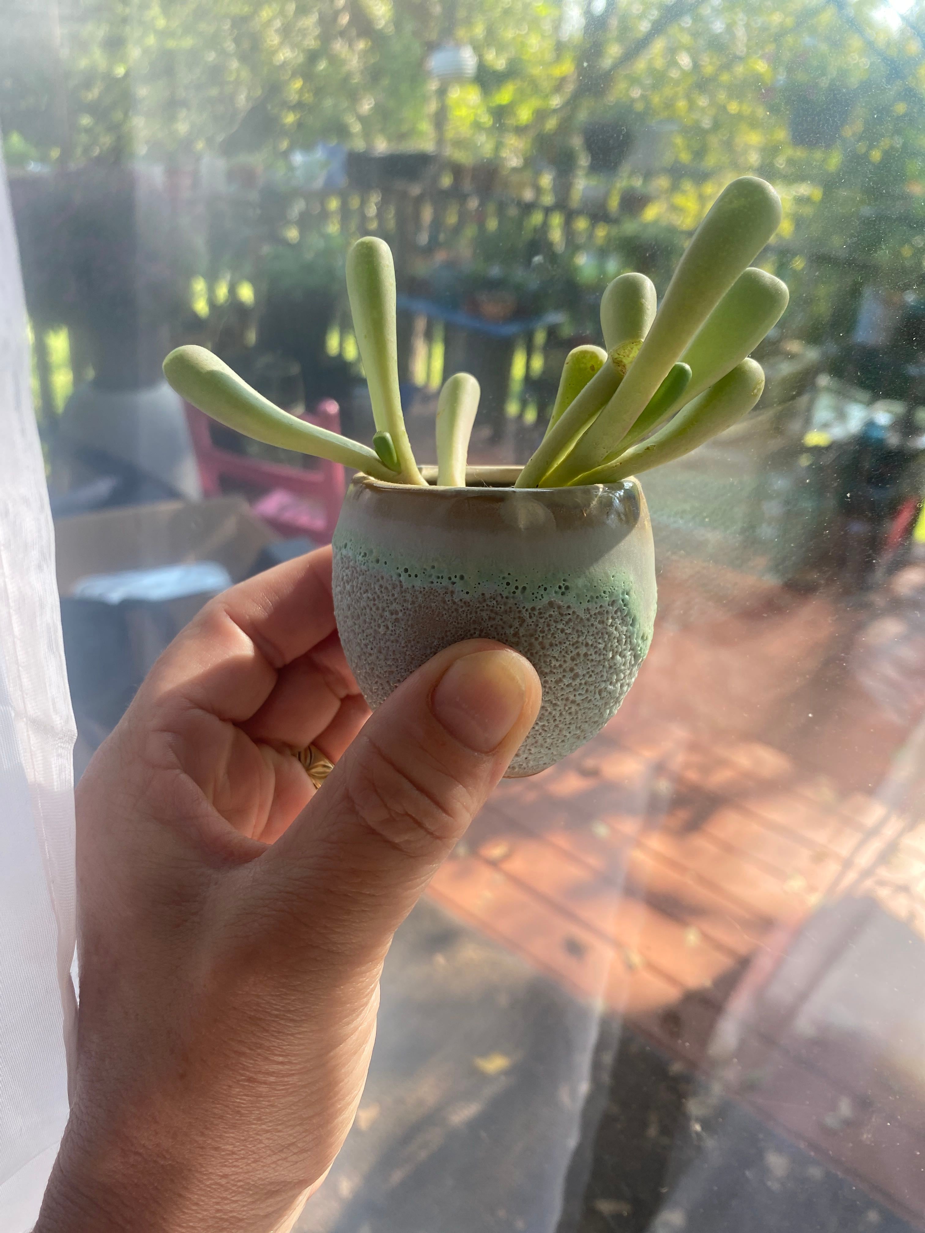 The Complete Baby Toes Plant Care Guide: Water, Light & Beyond