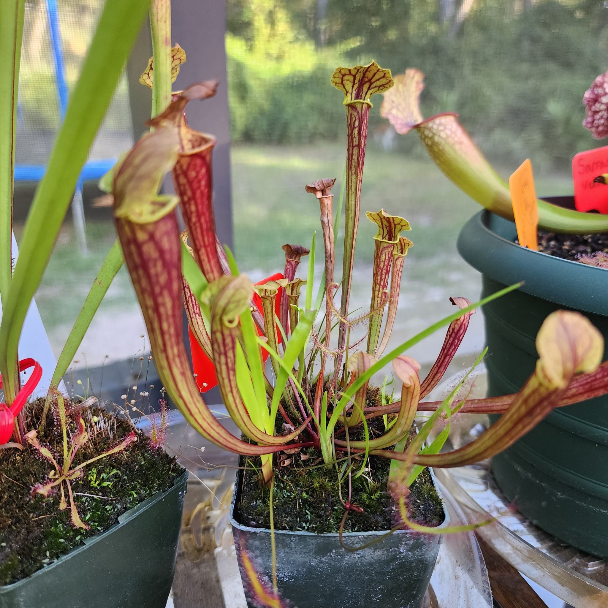Keep Your Maroon Pitcher Plant Alive: Light, Water & Care Instructions