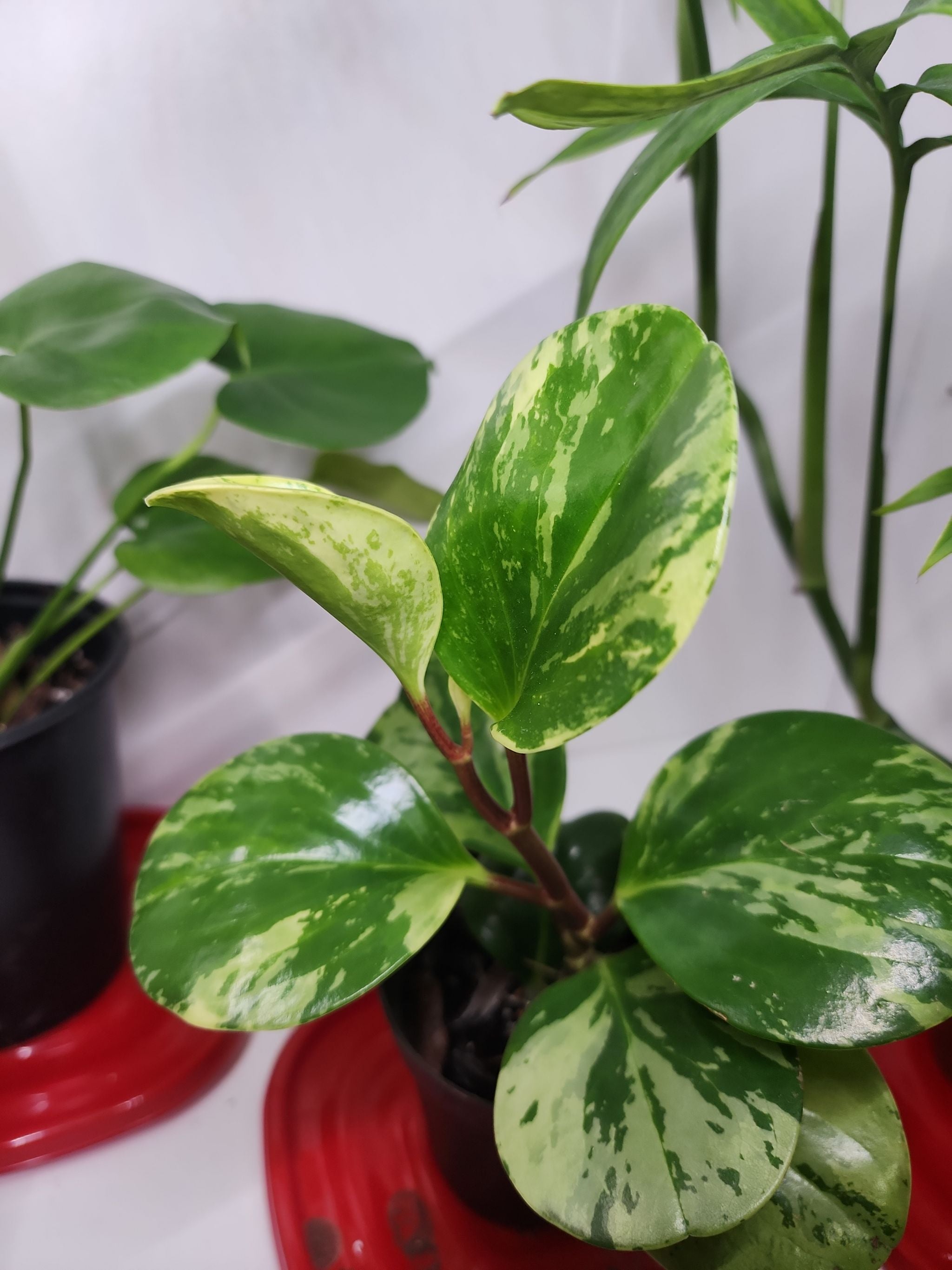 Black Spots on My Radiator Plant Leaves