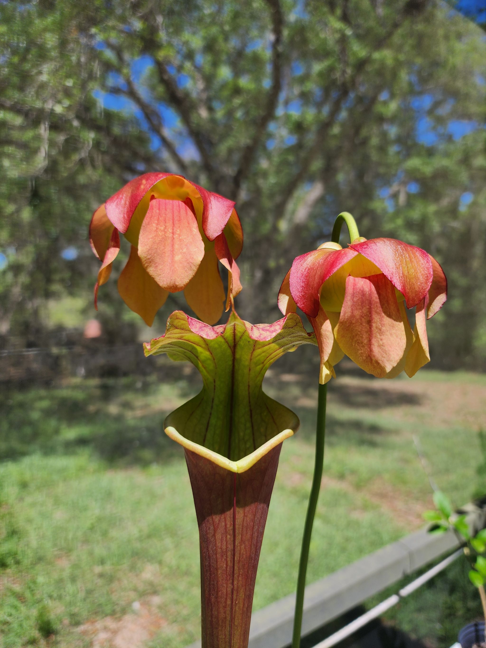 How to Care for pitcher plant: Mastering Water, Sunlight & More