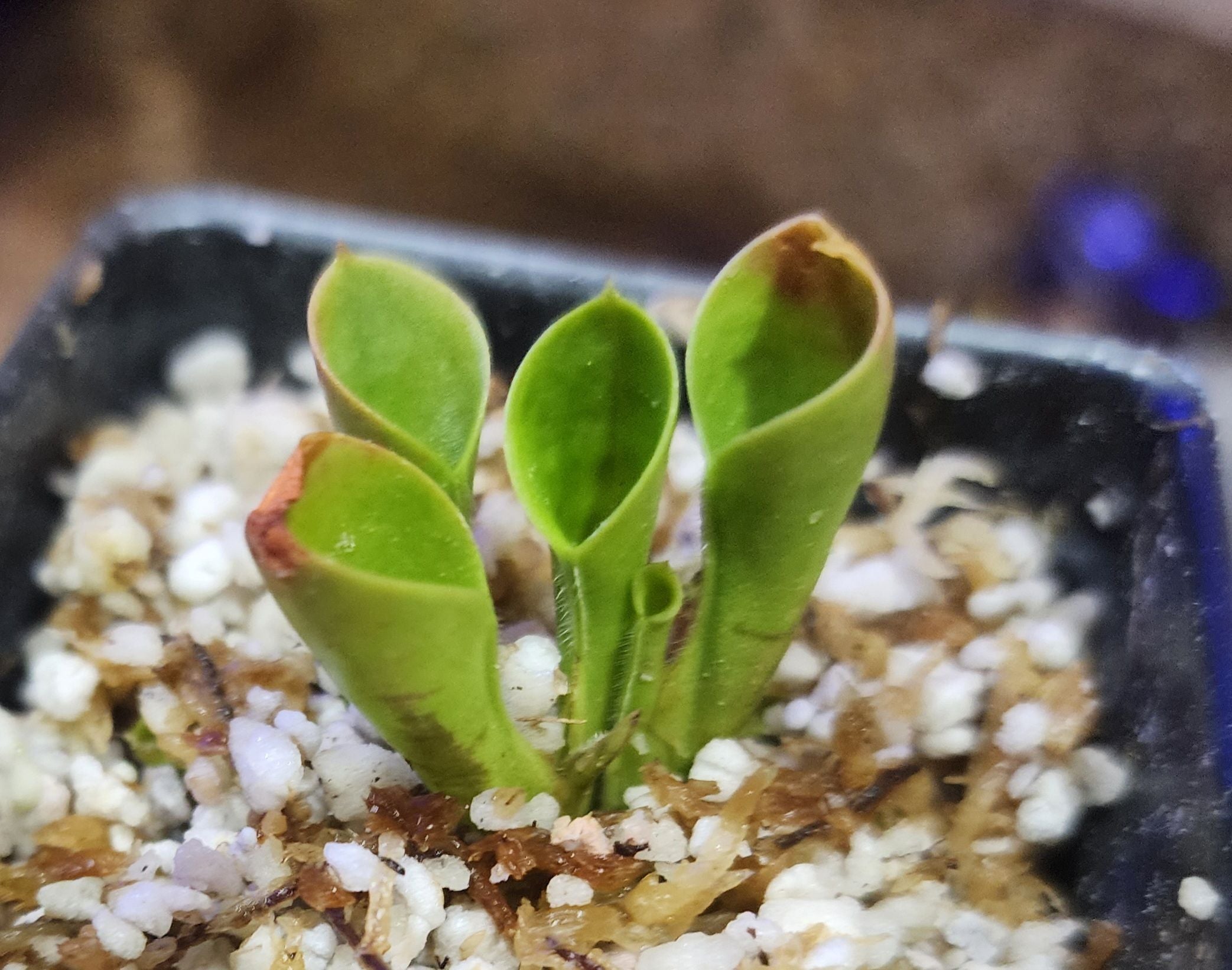 #plantmail ! Yesterday my plants arrived -- a Heliamphora...