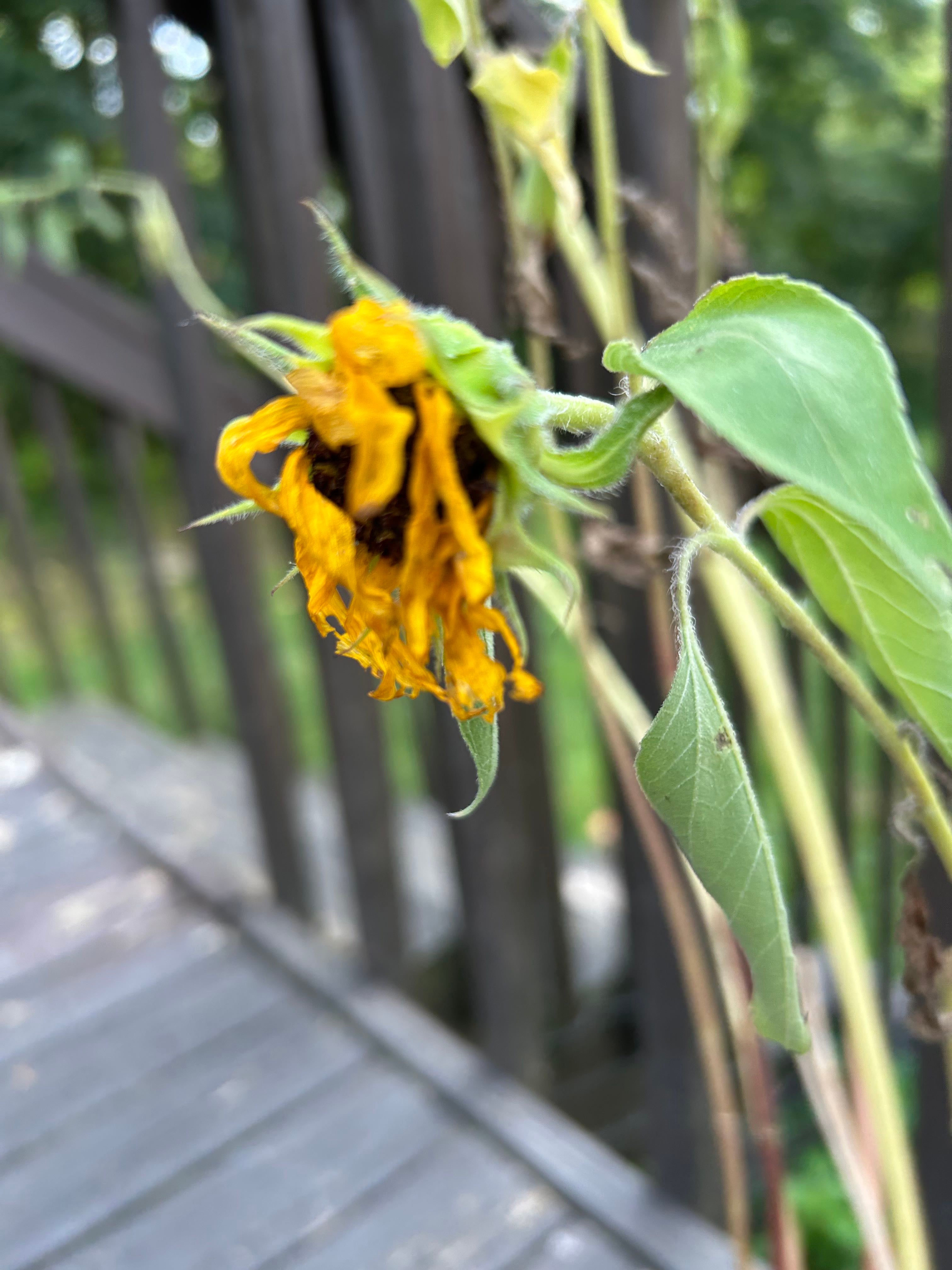 How do you save dying sunflowers?