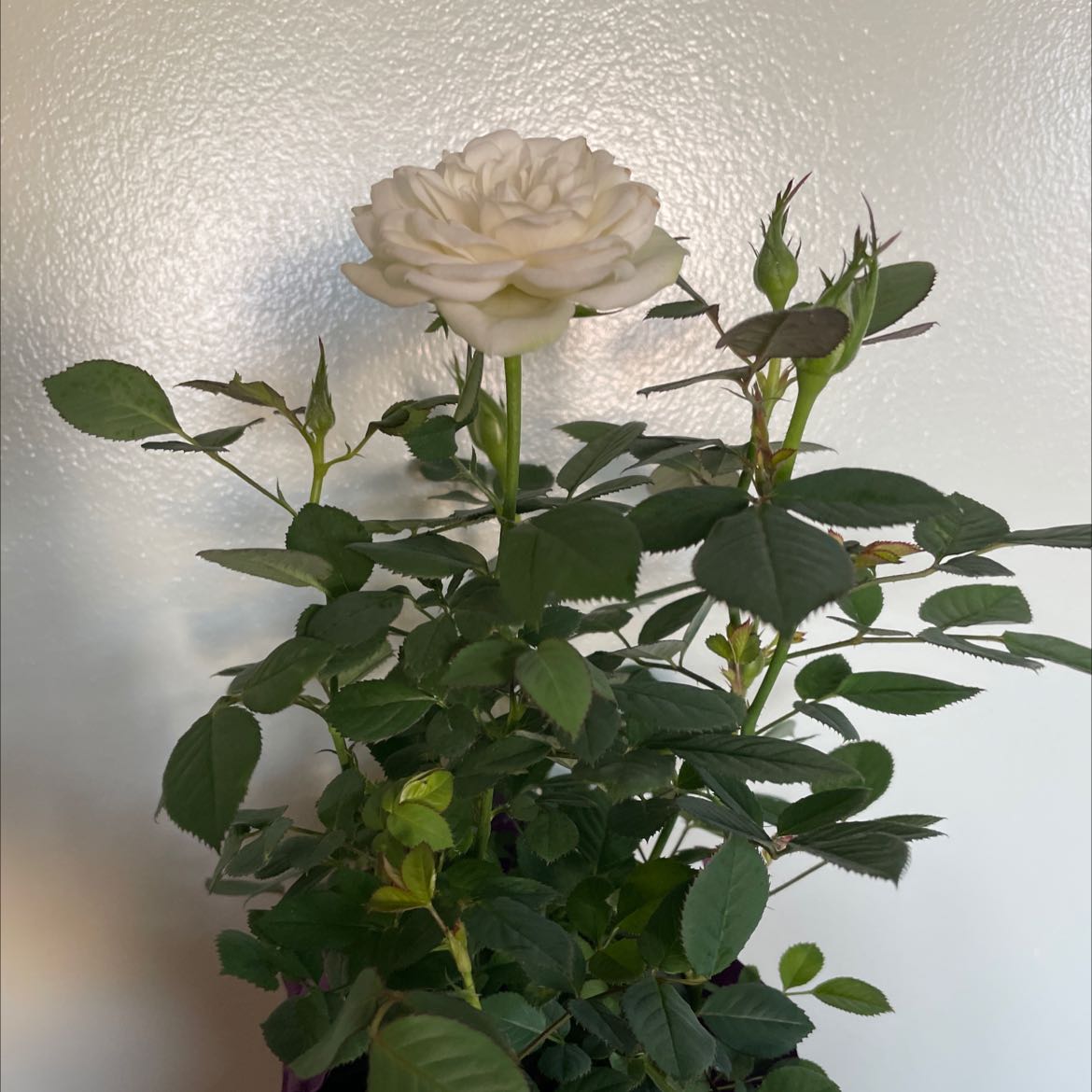 Propagating Your Dog Rose: Step-by-Step Guide 🐶