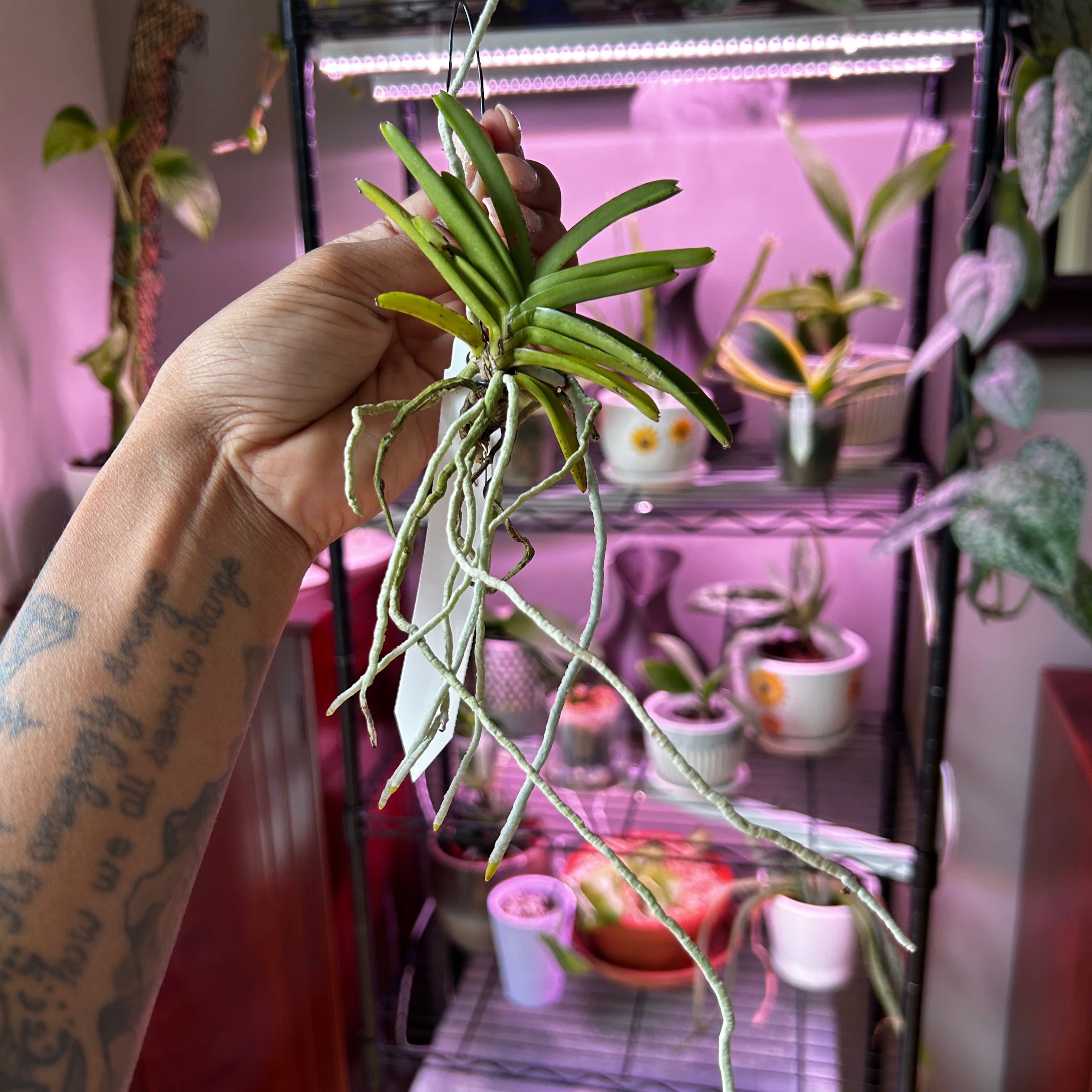 How and When Should I Cut Back My Vanda orchid?