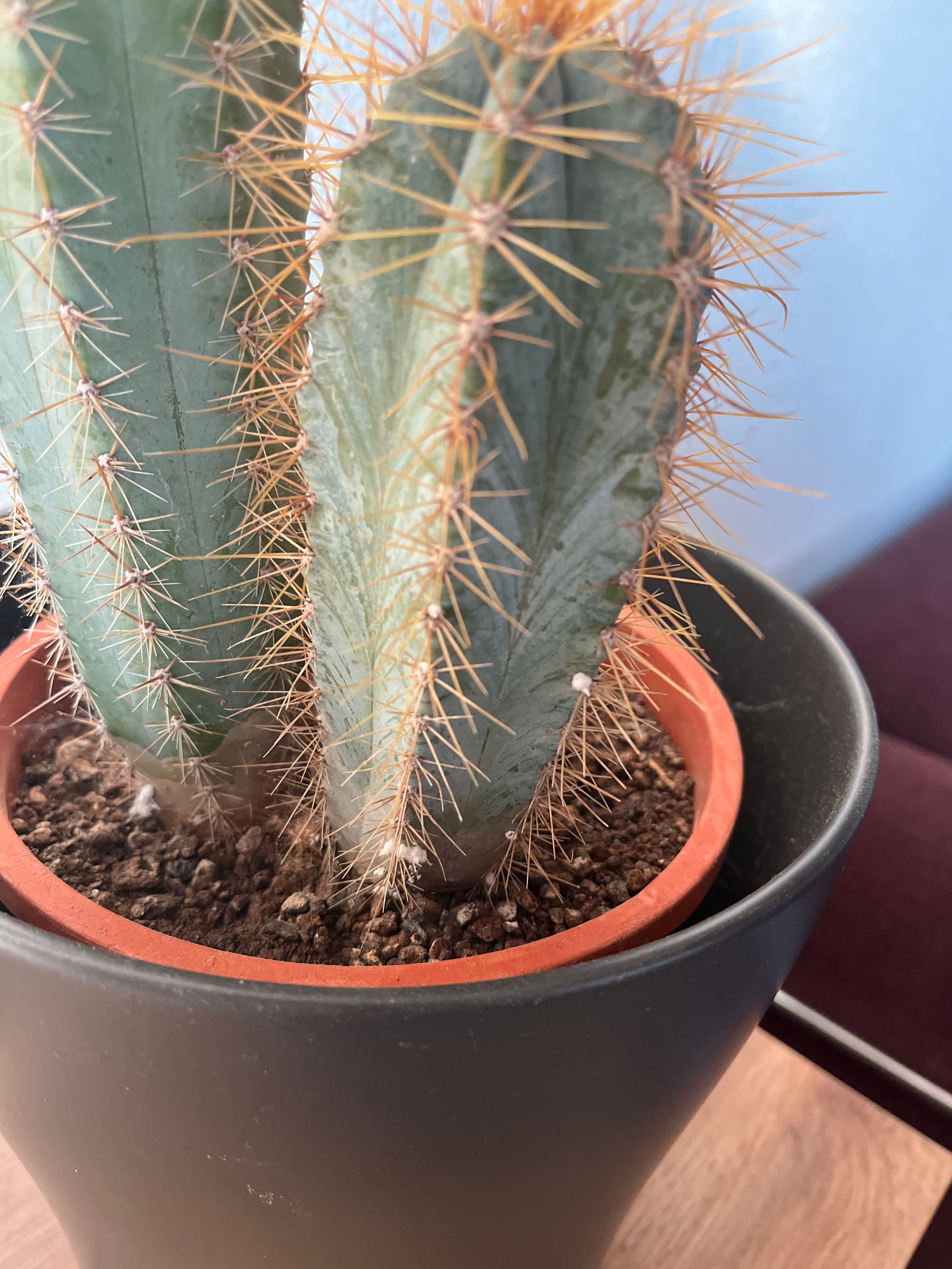 🌵 Introduction to Purpus' Blue Columnar Cactus