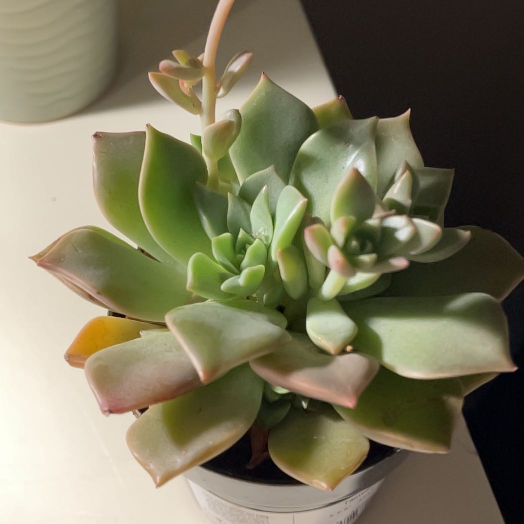 Why Are There Brown Spots on My Taciveria 'Tasha'?