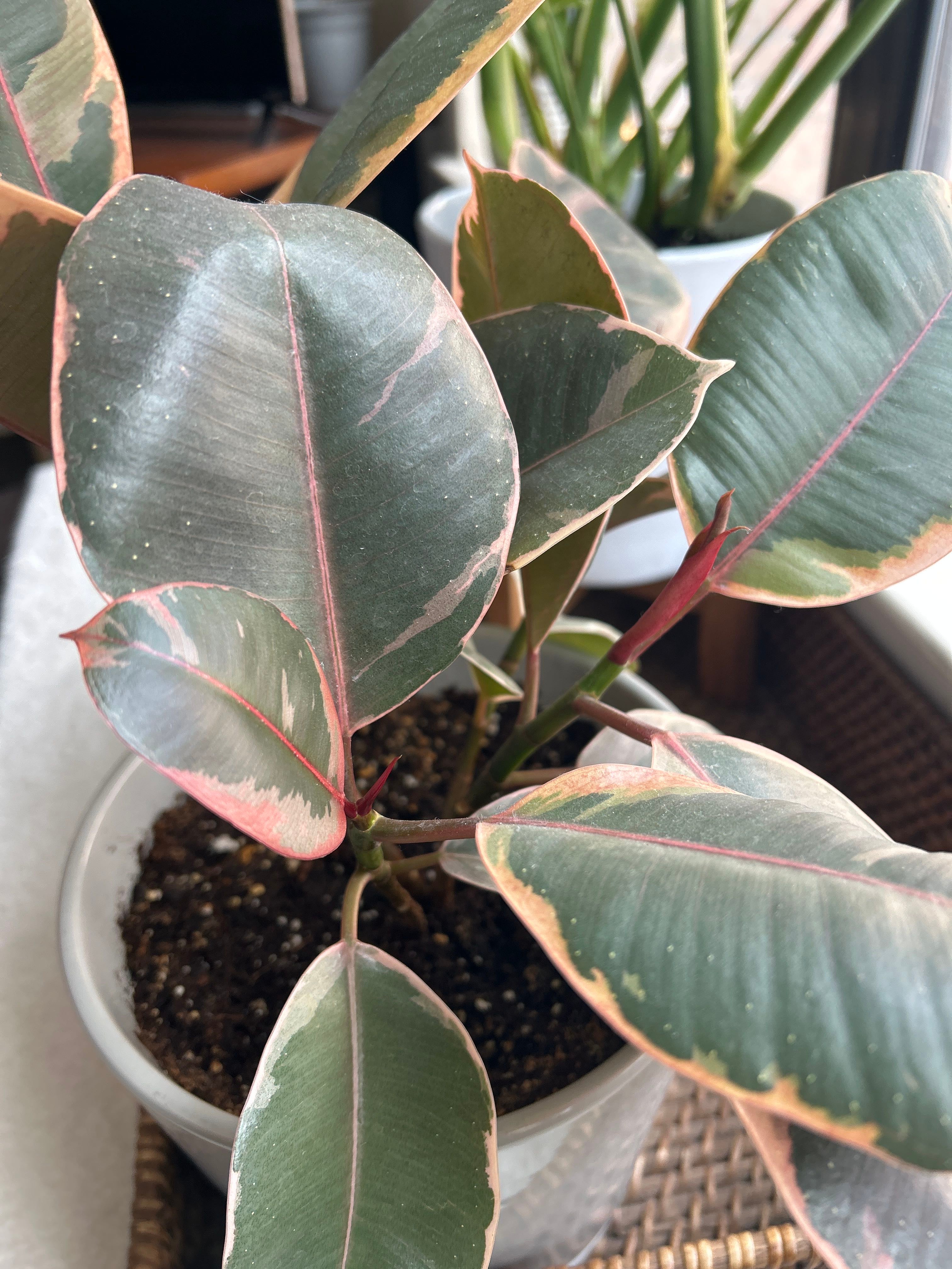 Septic Fig Plant Care: Water, Light, Nutrients | Greg App 🌱