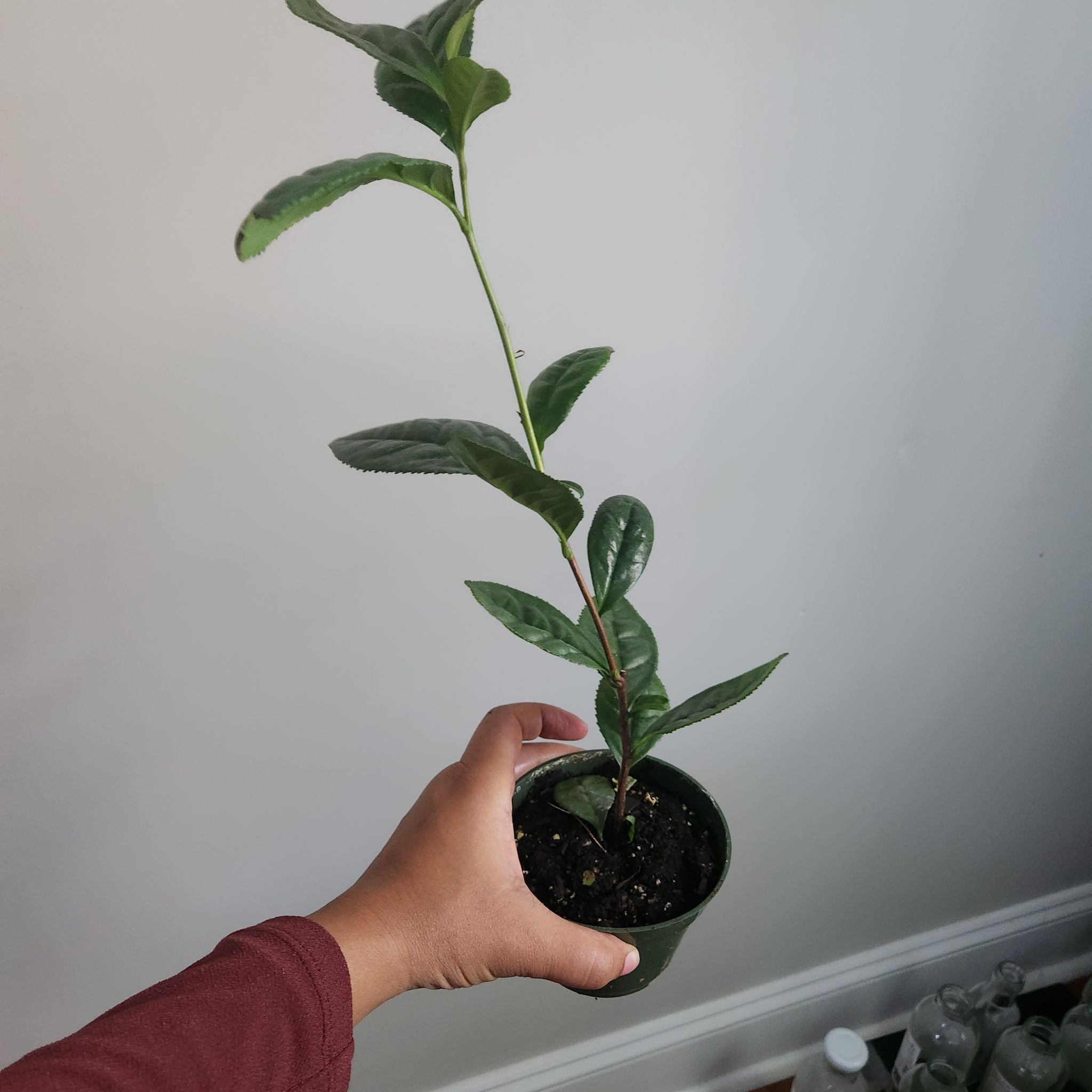 Soil Recommendations for Tea