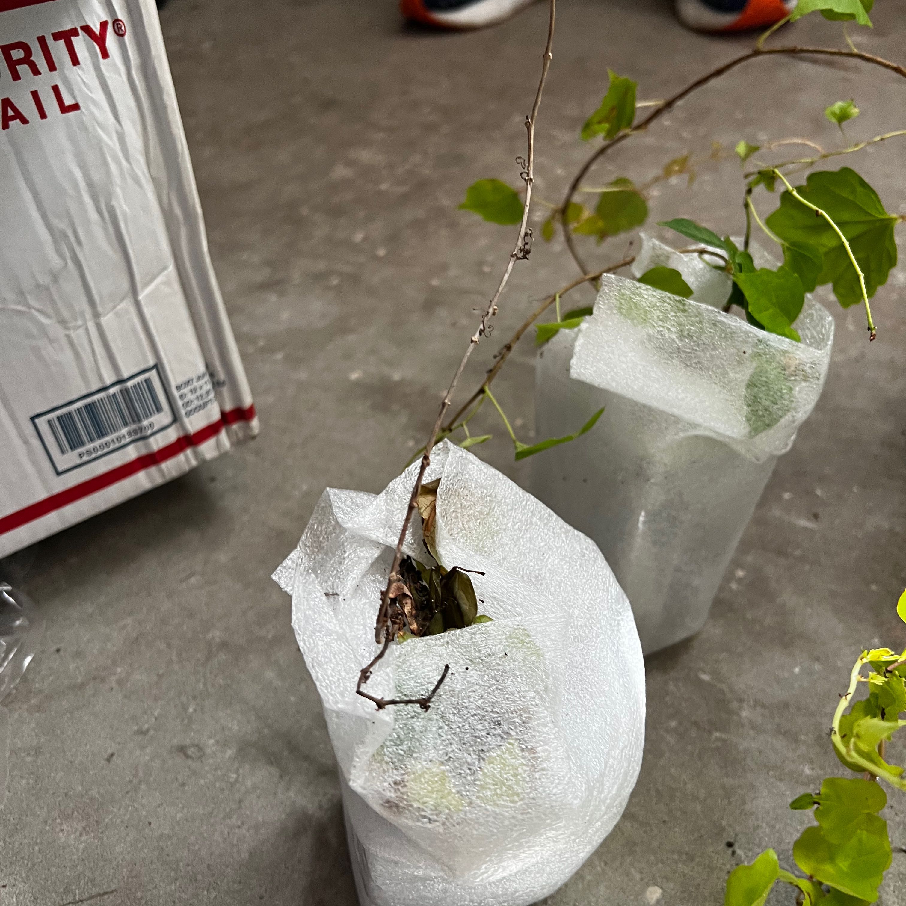 How Do I Fix Boston Ivy Root Rot?