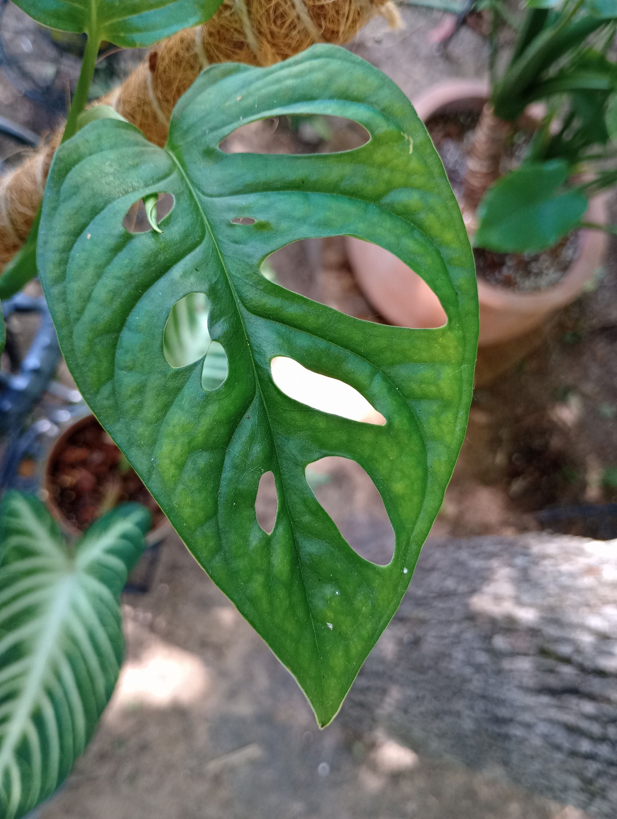 Common Monstera deliciosa 'Aurea' Problems