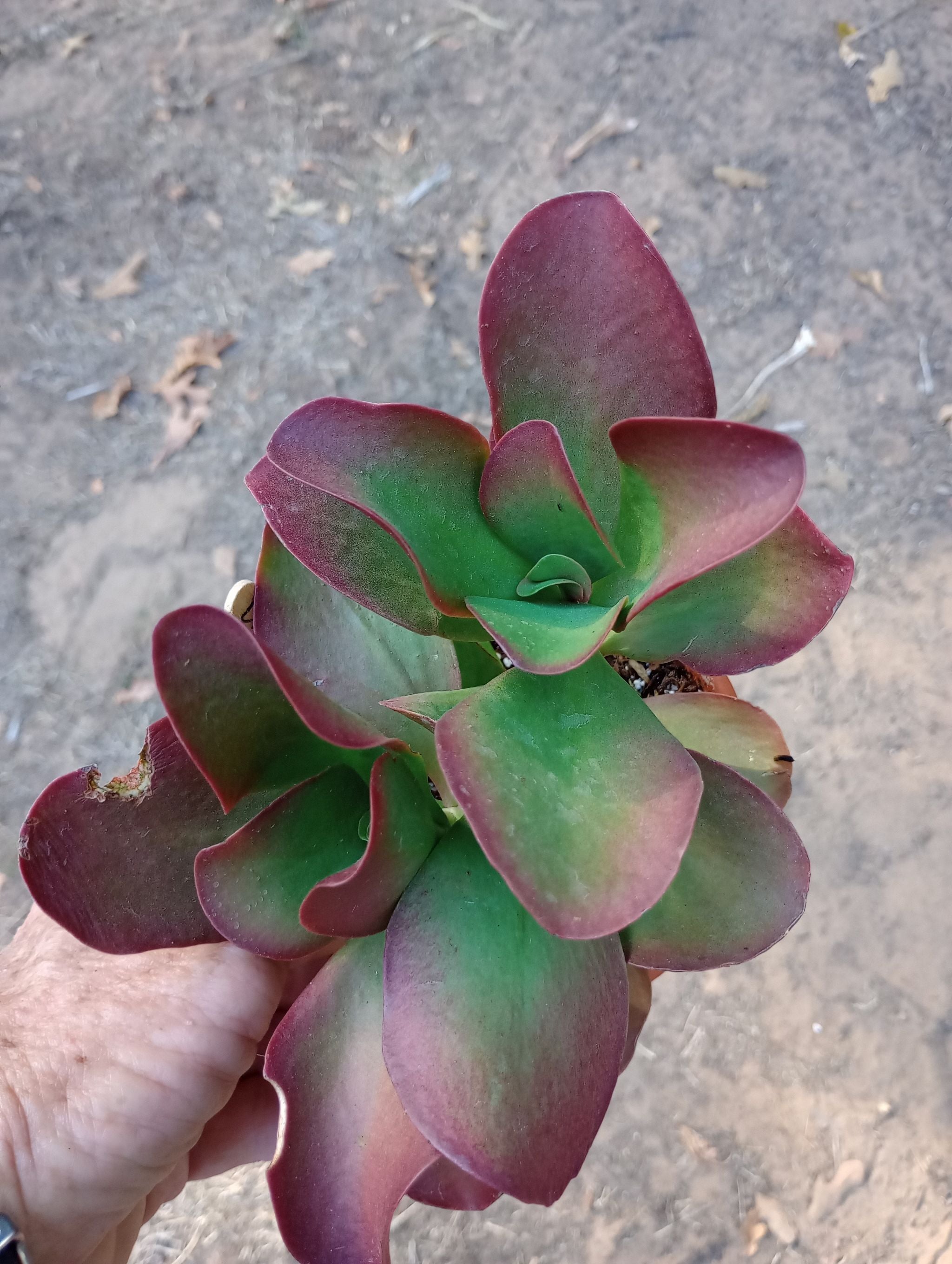 Kalanchoe 'Dragonfire': How Much Water & Light Does it Need to Thrive?