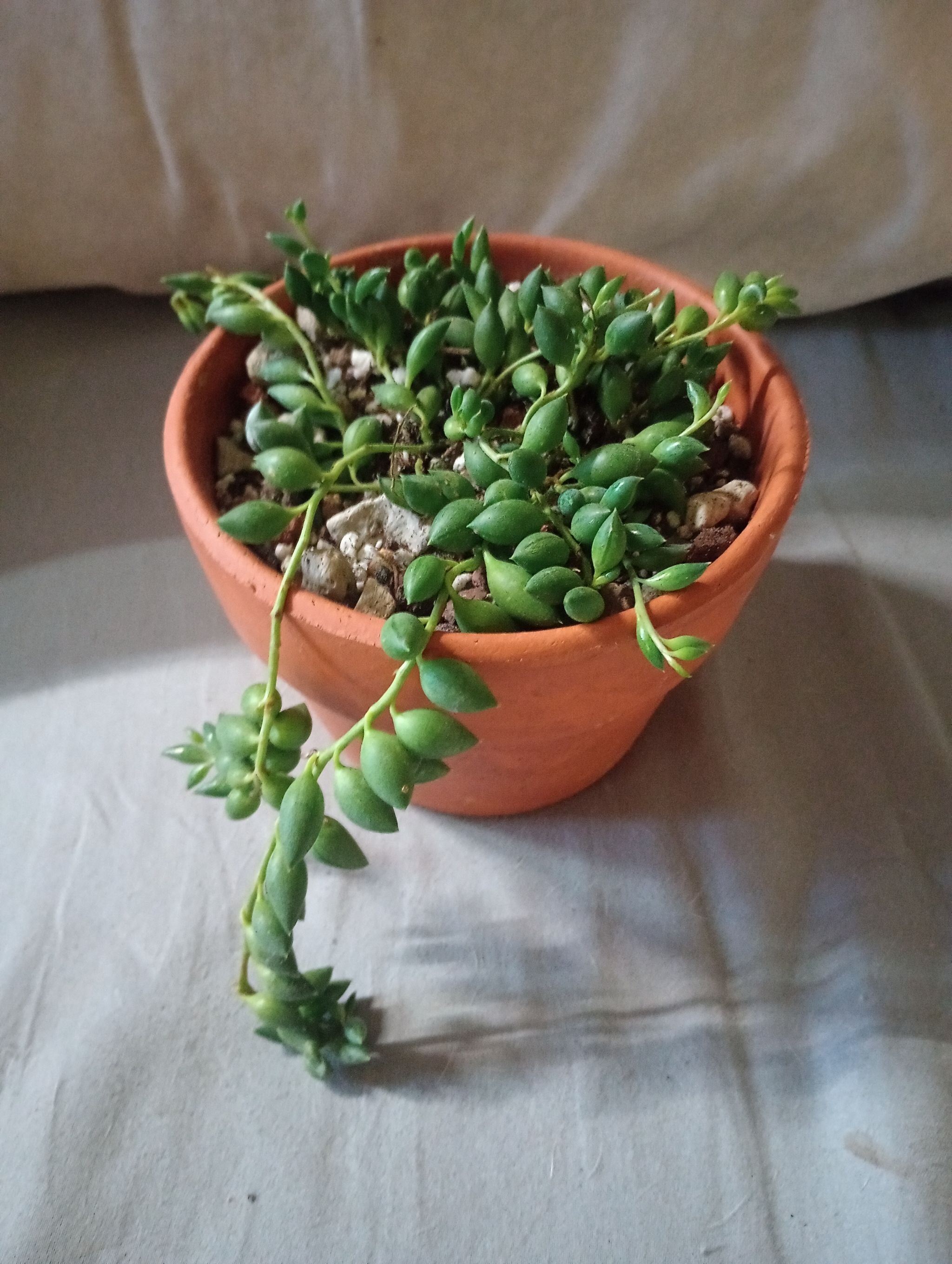 String of Raindrops: How Much Water & Light Does it Need to Thrive?