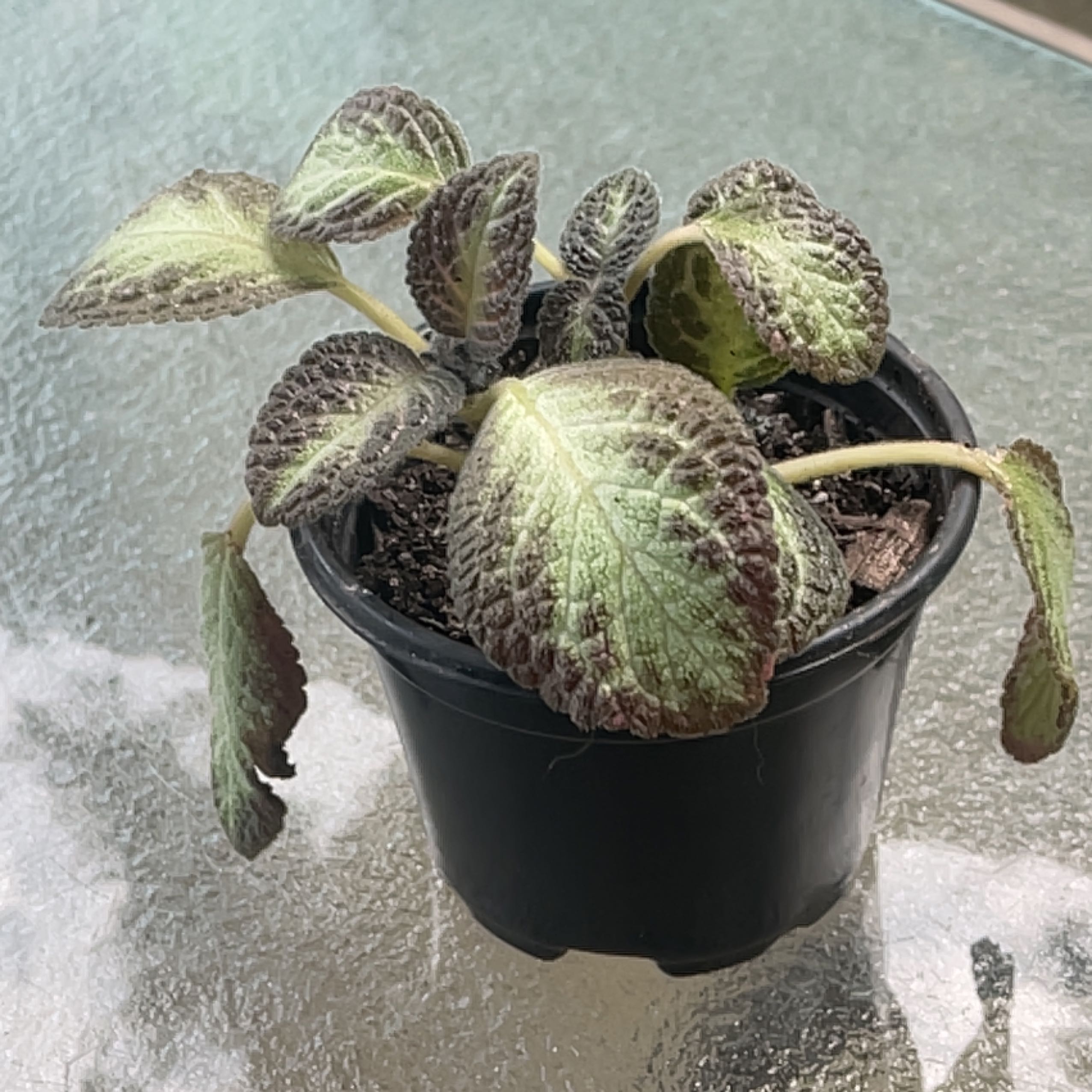 Loki Asian Violet: How Much Water & Light Does it Need to Thrive?