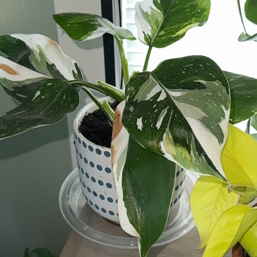 What Do I Do About philodendron 'white princess' root rot?
