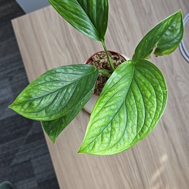 Monstera pinnatipartita 'Siam' Plant Care: Water, Light, Nutrients ...