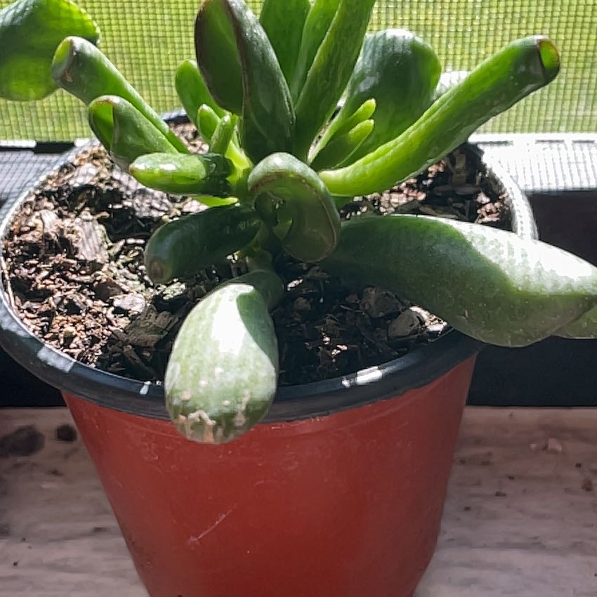 The Complete Hobbit Plant Care Guide: Water, Light & Beyond