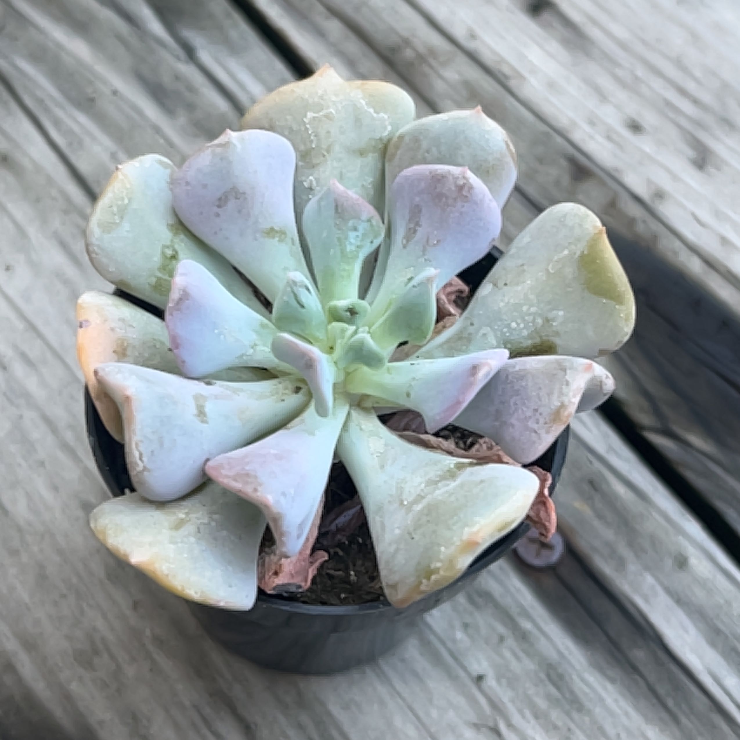 Amora 💕 | A plant by @Willowbee on Greg