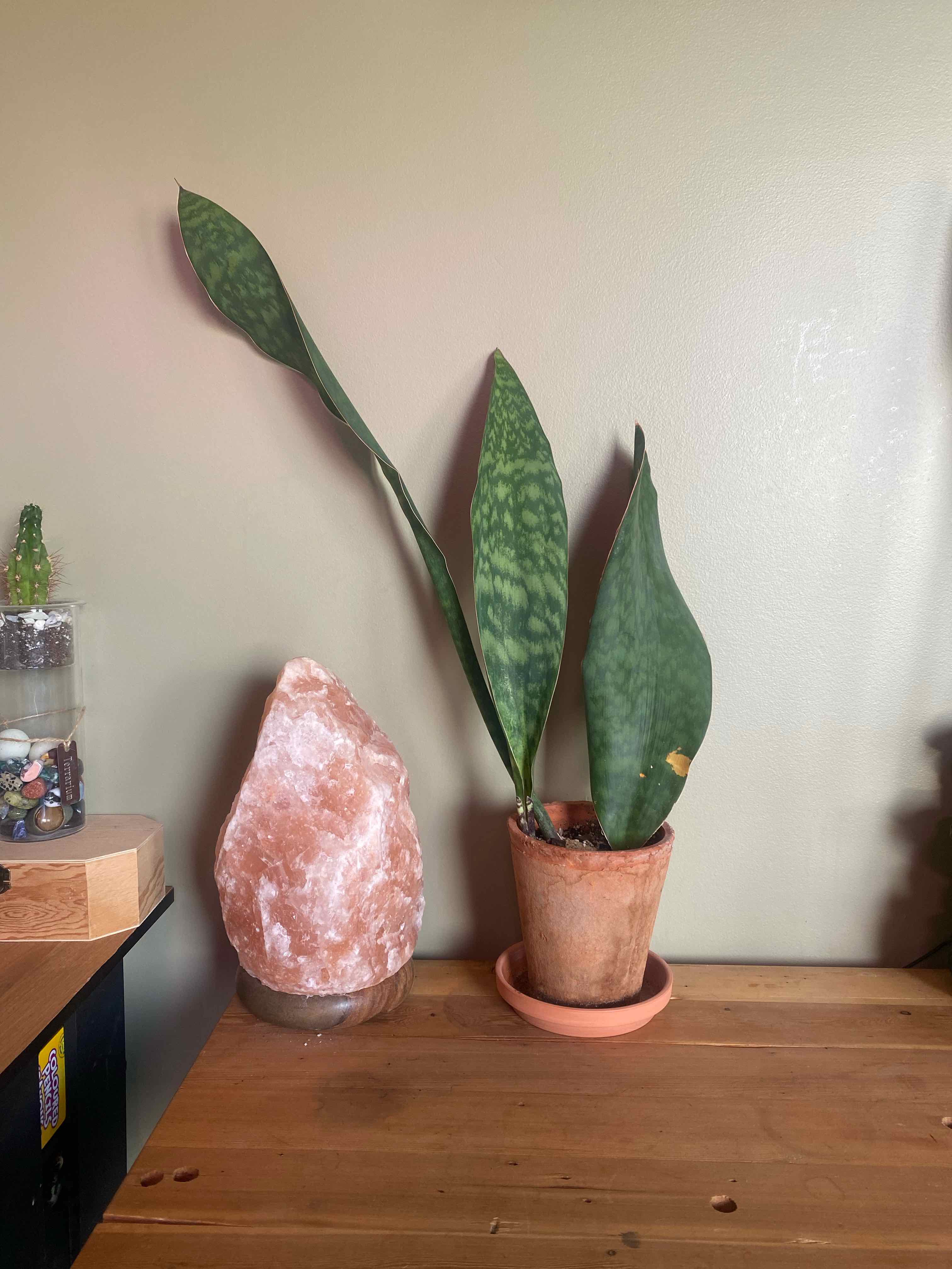 What Are The Bugs on My Whale Fin Snake Plant? 🐛