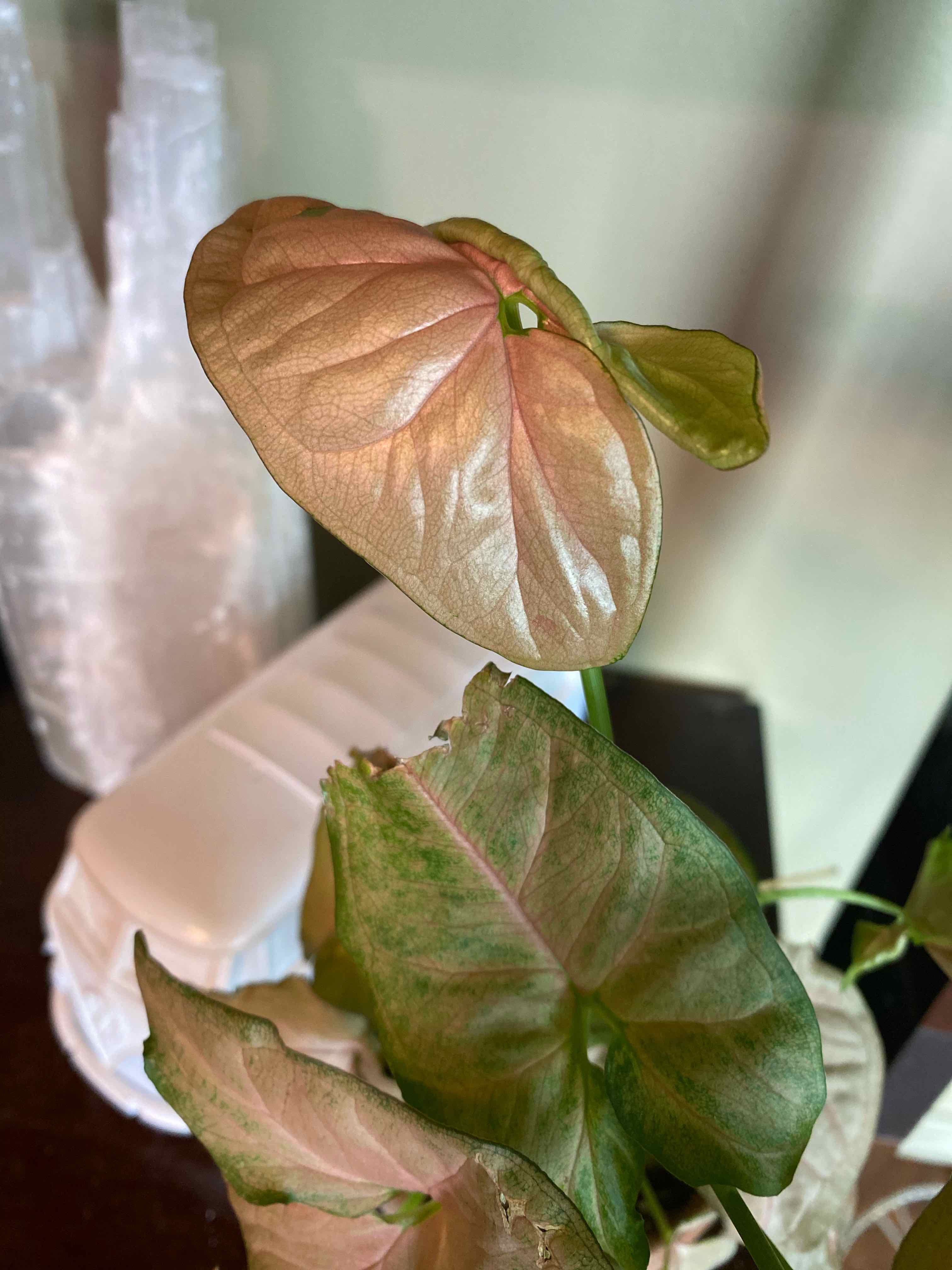 6 Beautiful Types Of Pink Syngonium To Grow (with Pictures) 🌸