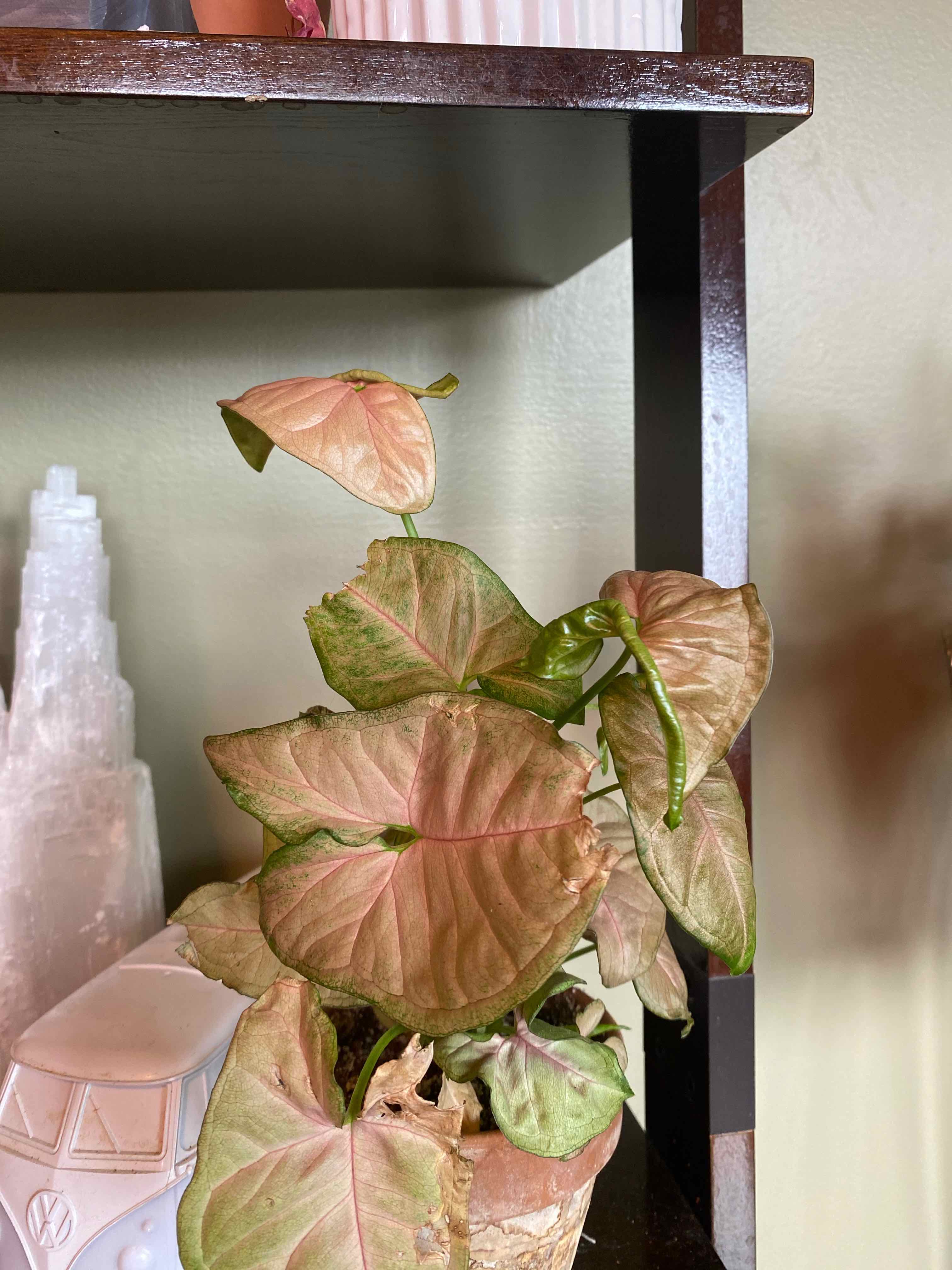 Propagating My Pink Syngonium: Step-by-step Guide