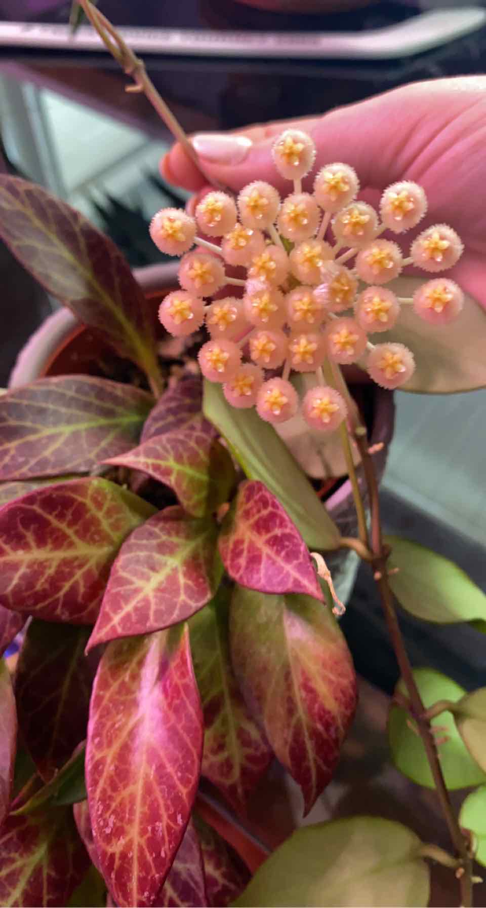 How to Get a Hoya 'Sunrise' to Bloom