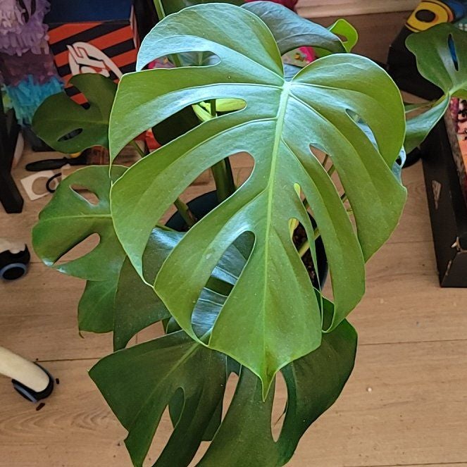 Zeus | A plant by @FamousBetel on Greg