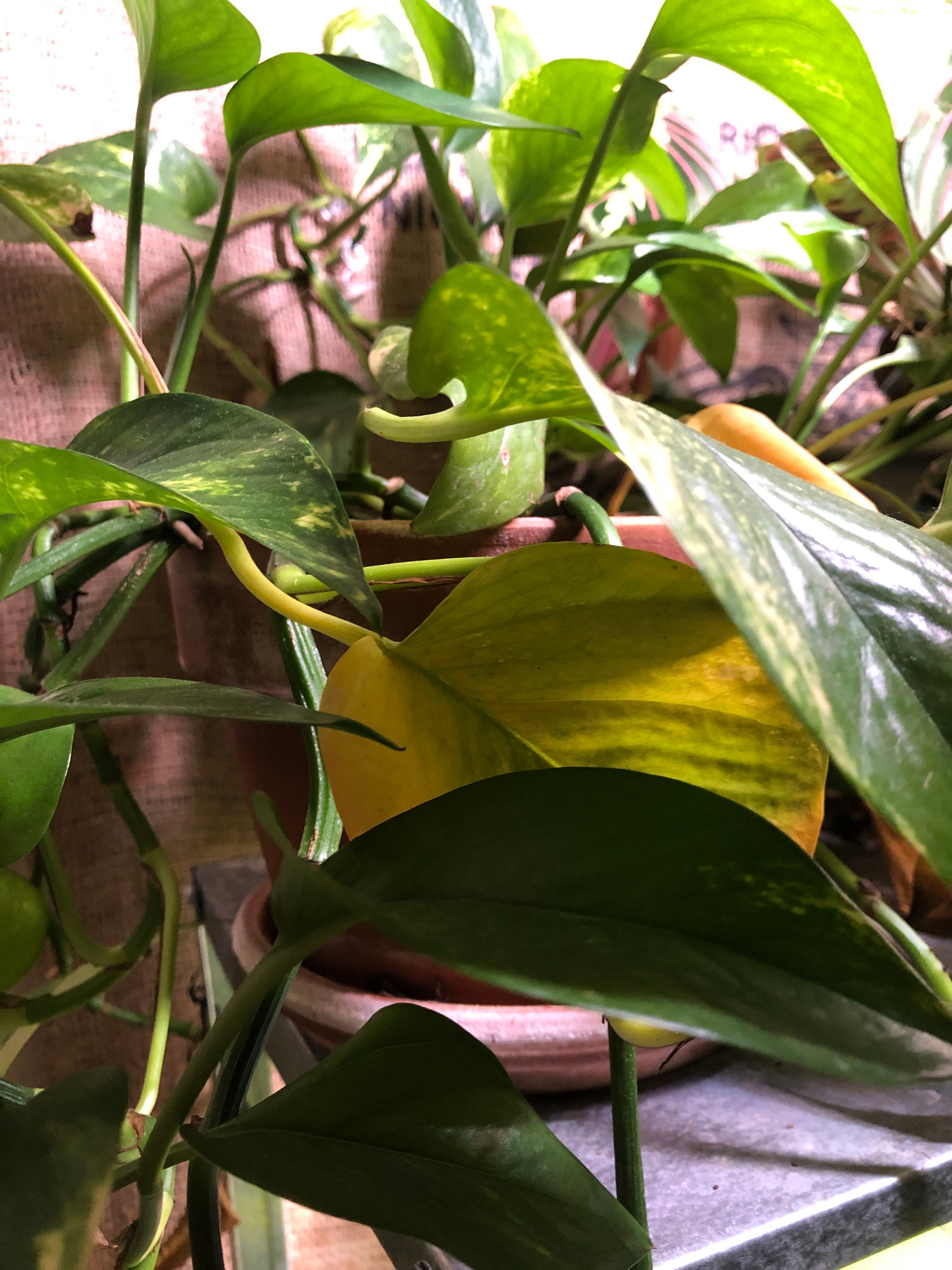 The Complete Golden Pothos Plant Care Guide: Water, Light & Beyond