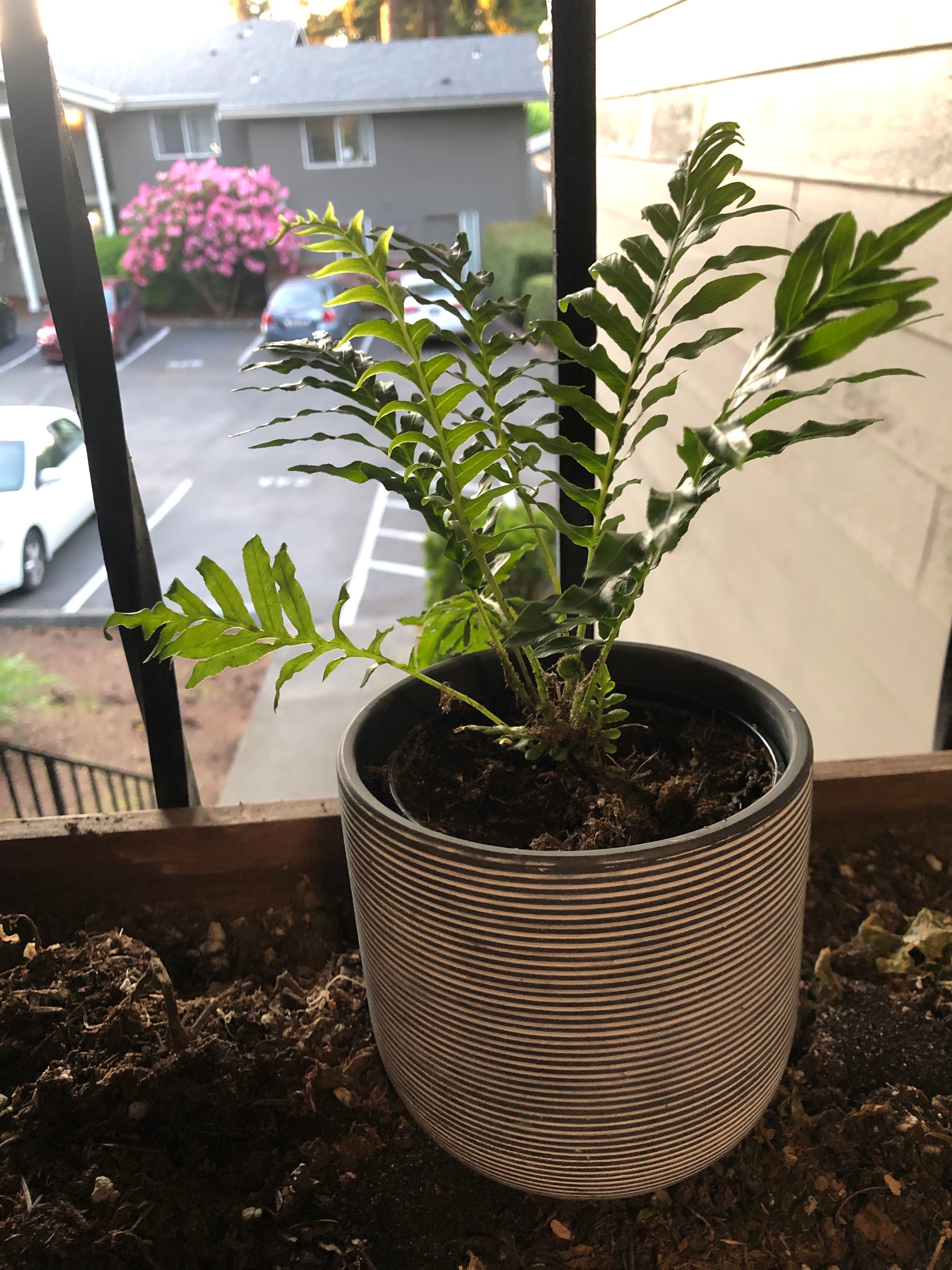 Soil Recommendations for Dwarf Brazilian Tree Fern 'Volcano'