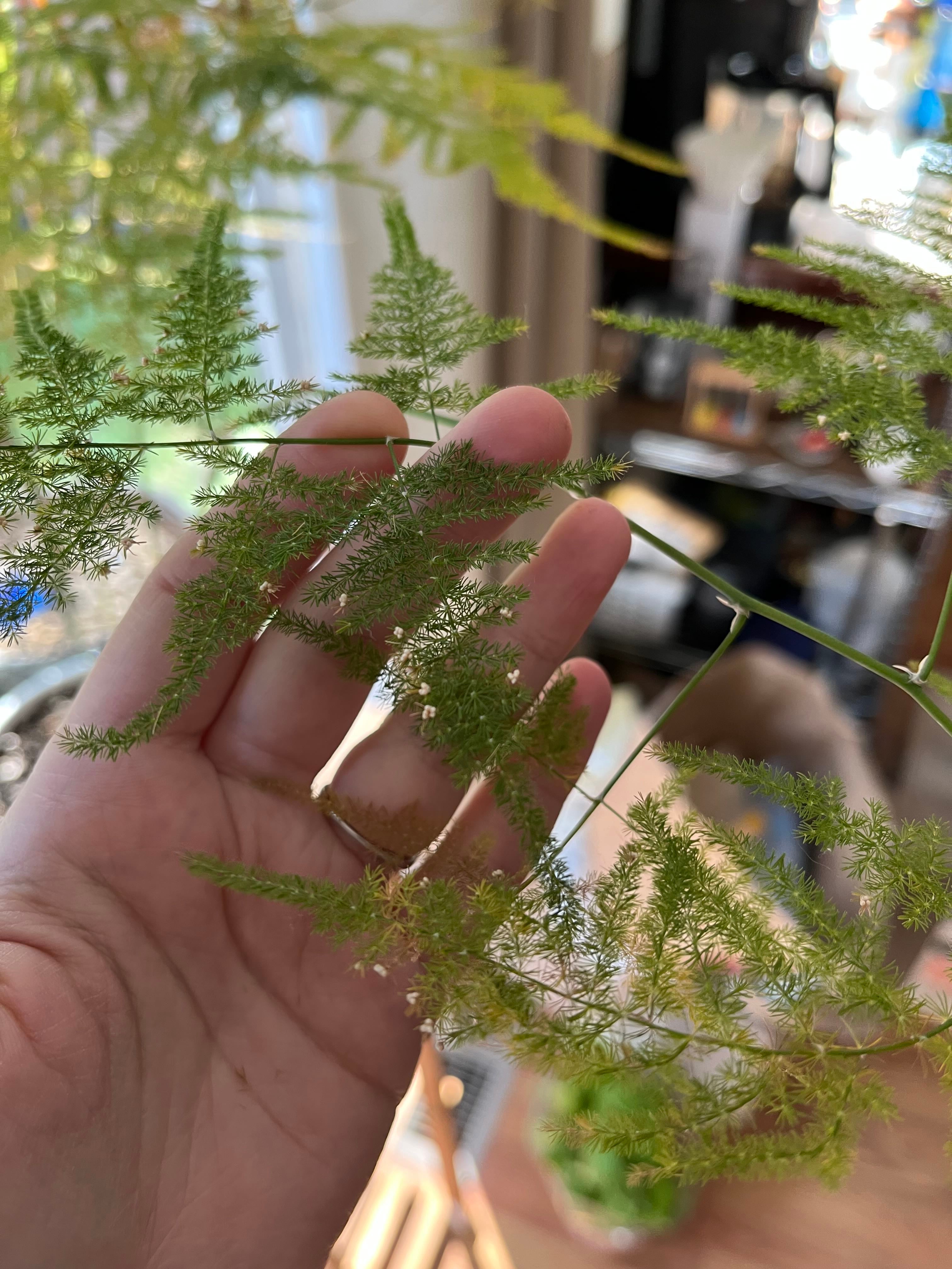 🦊 How and When to Cut Back Your Fox tail fern