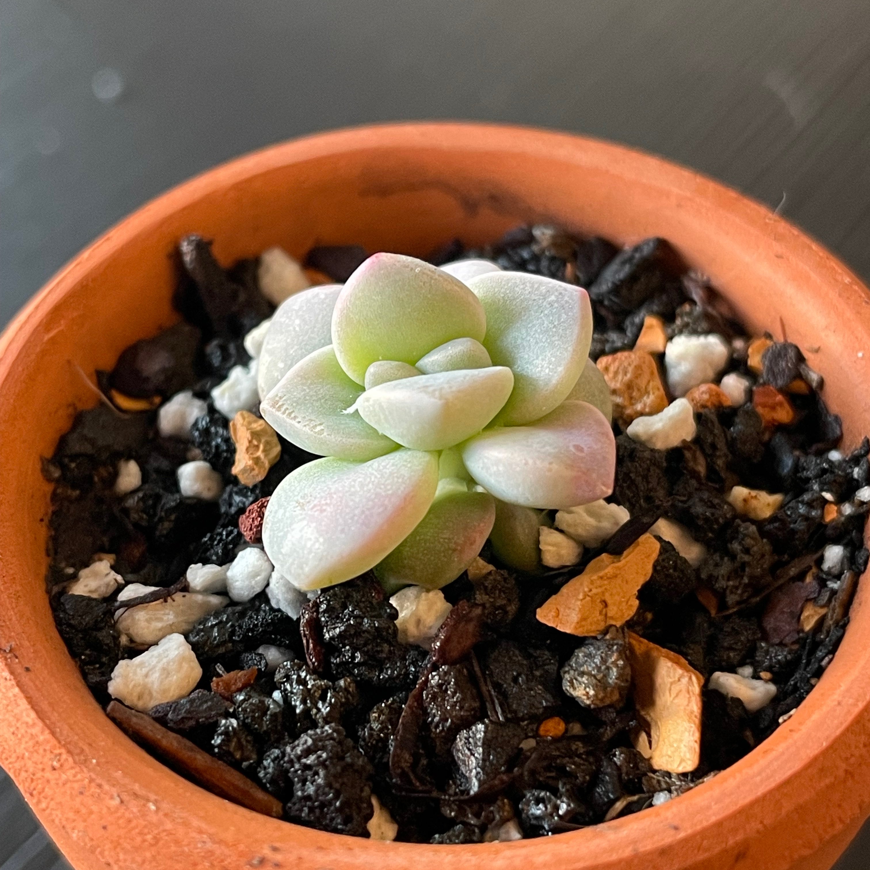 Gregarious | A plant by @pachyfaeria on Greg