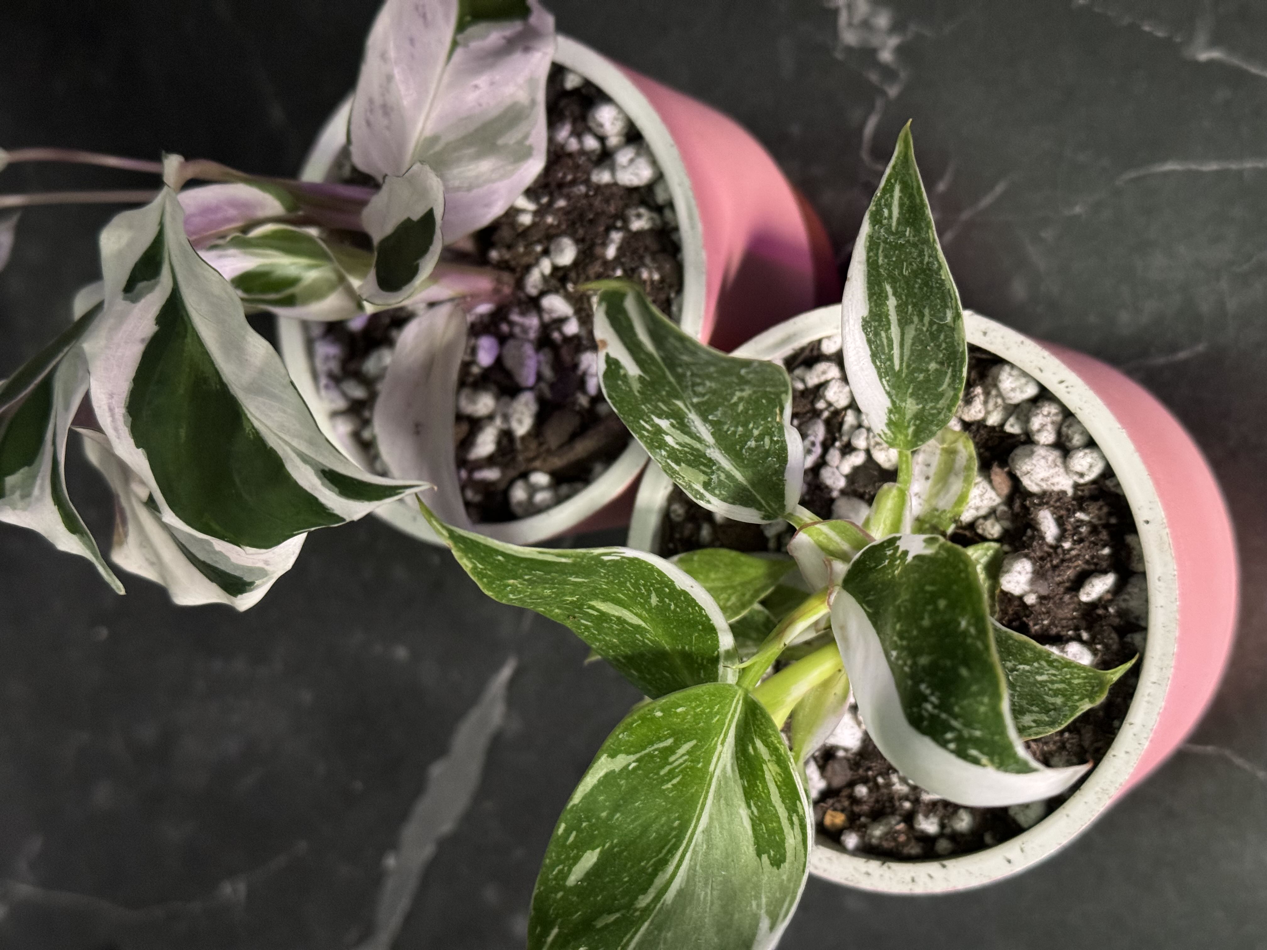 Black Spots on My Velvet Shield Philodendron Leaves