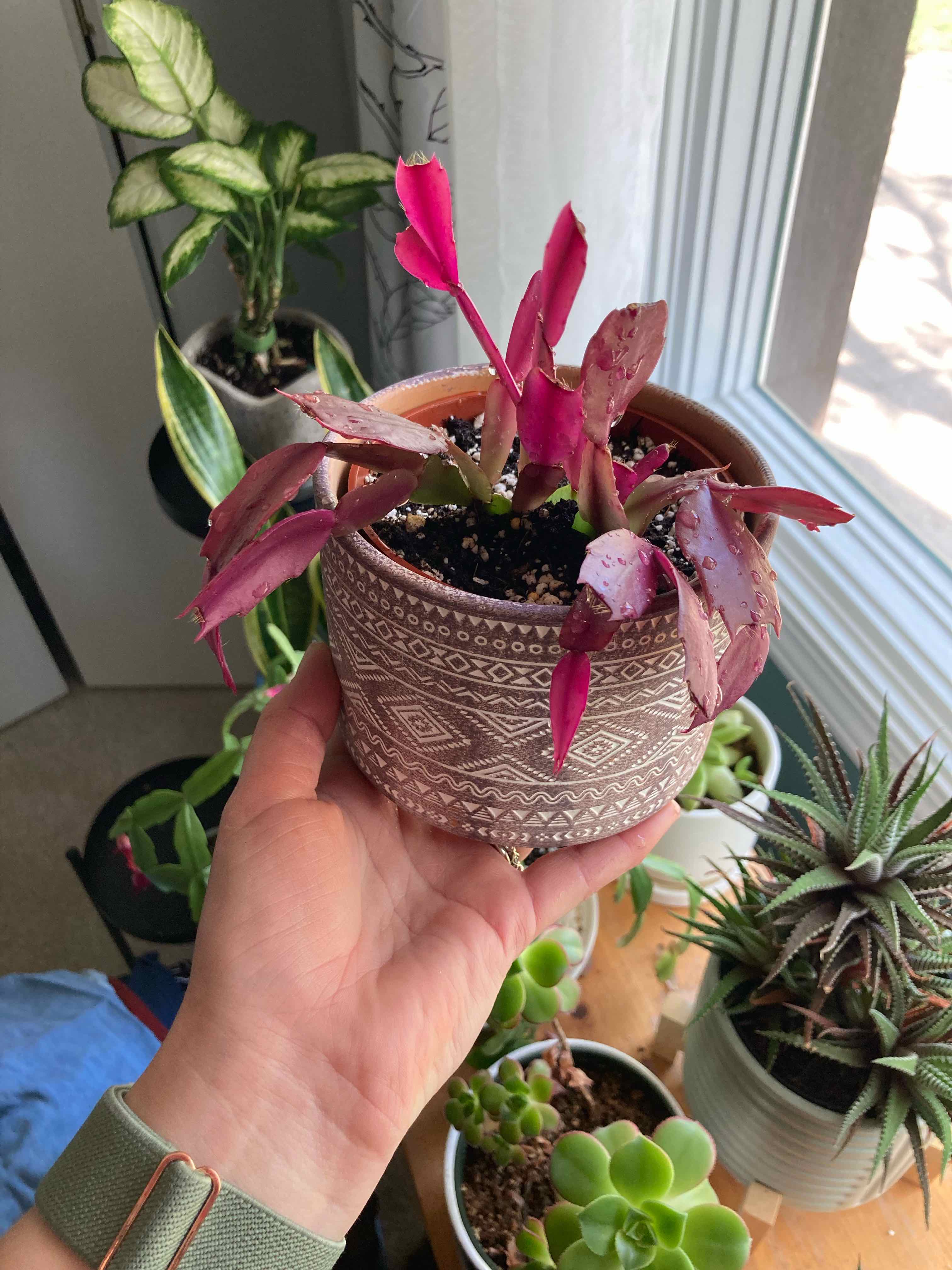 Levi | A plant by @PlantyAmes on Greg