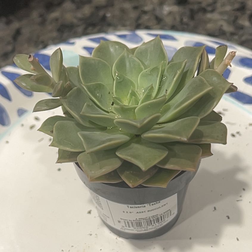 Black Spots on My Taciveria 'Tasha' Leaves