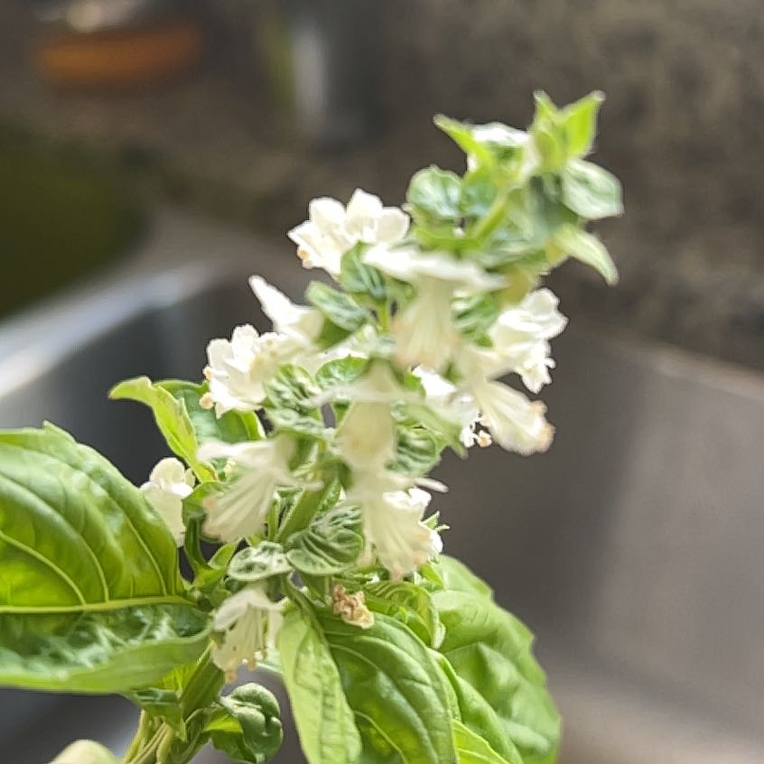 How To Get A Sweet Basil To Bloom