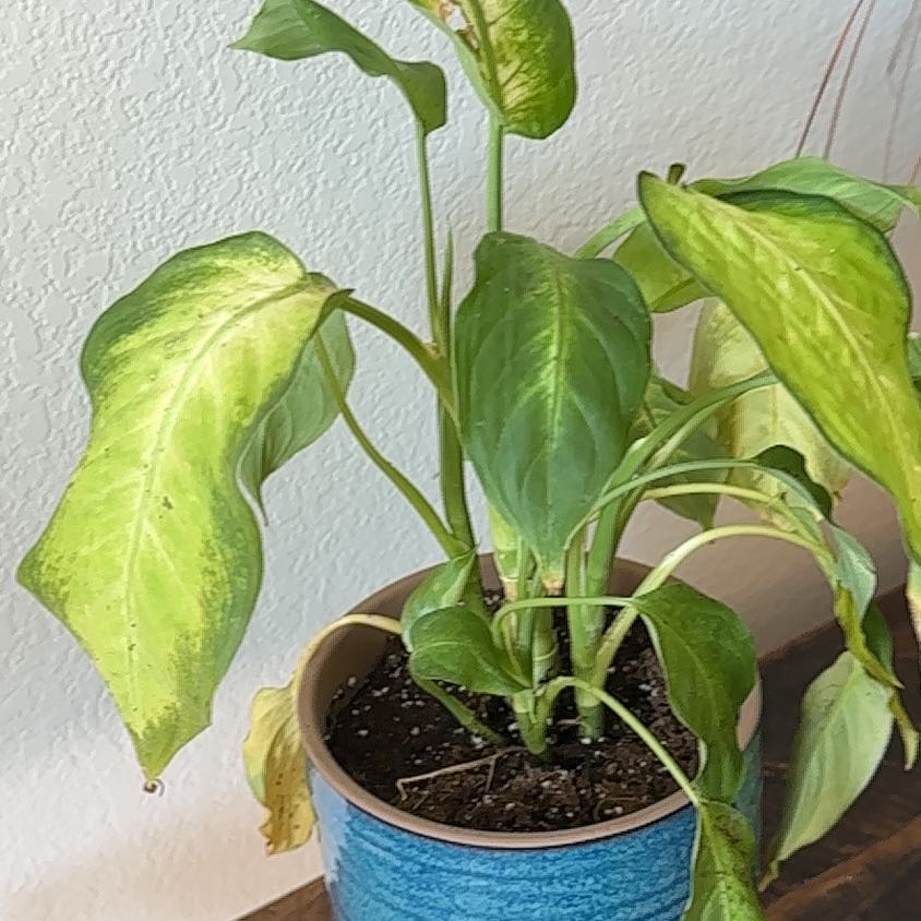 Dax | A plant by @LucidSweetleaf on Greg