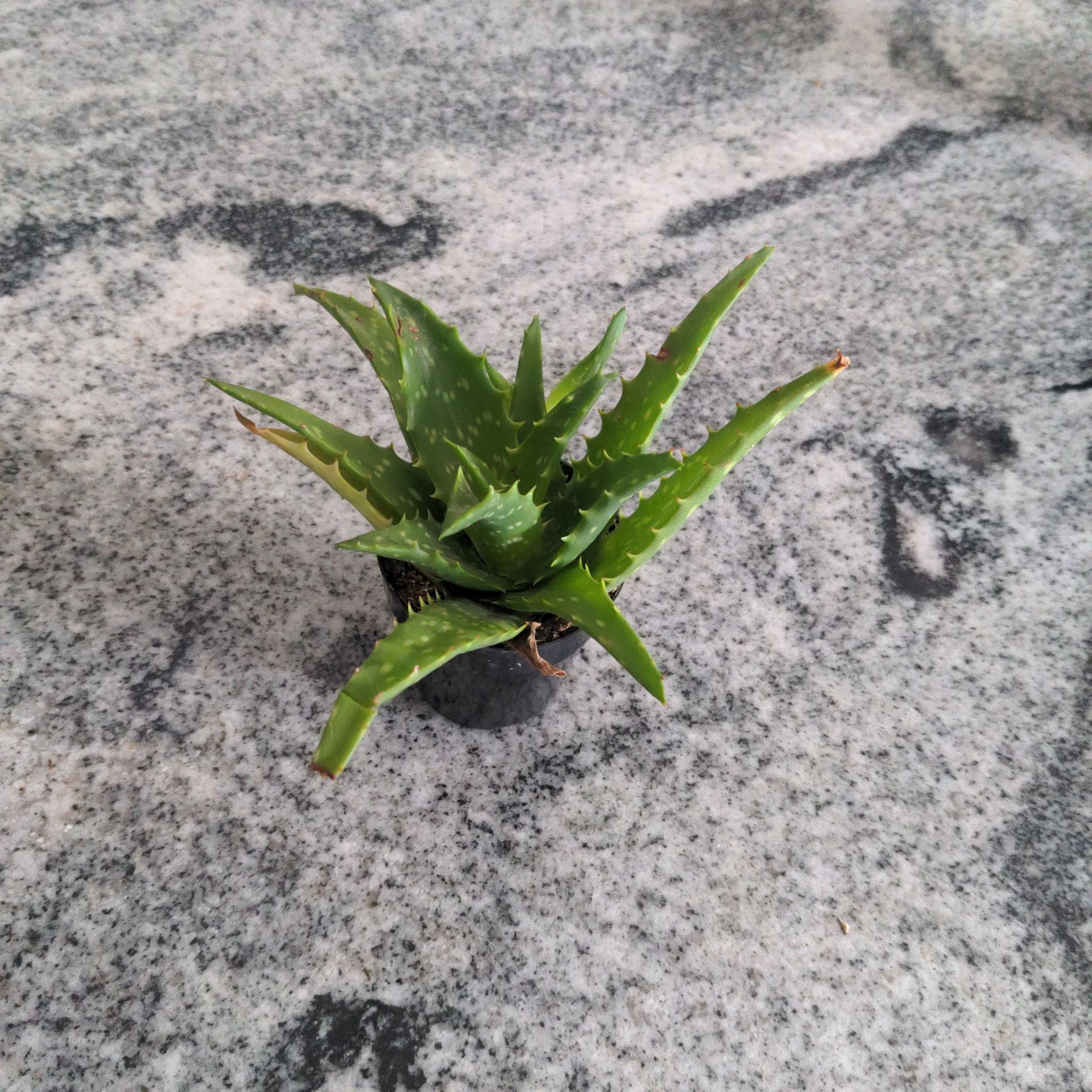 Propagating Your Aloe Night Sky: Step-by-Step Guide