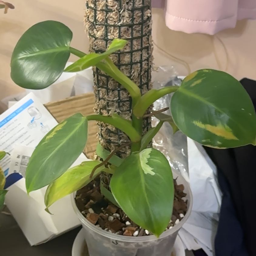 Merlin | A plant by @PrimaryAloepepe on Greg