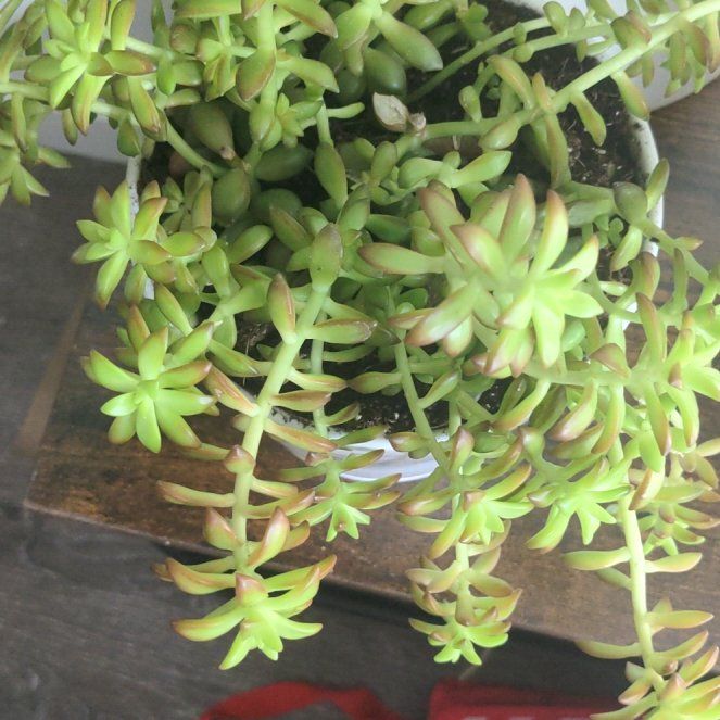 Huckleberry Fern | A plant by @ChummyLavender on Greg