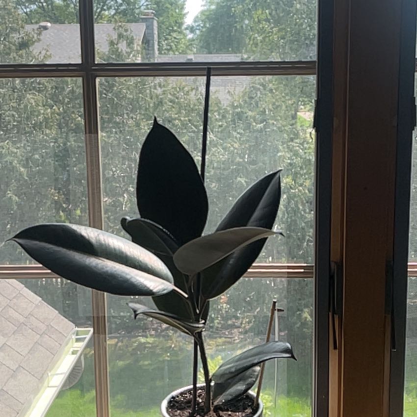 King Fred the Fearless | A plant by @SugarBluesage on Greg