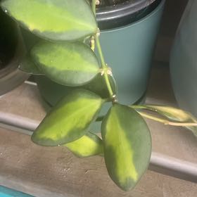 The Complete Sea stone hoya Plant Care Guide: Water, Light & Beyond