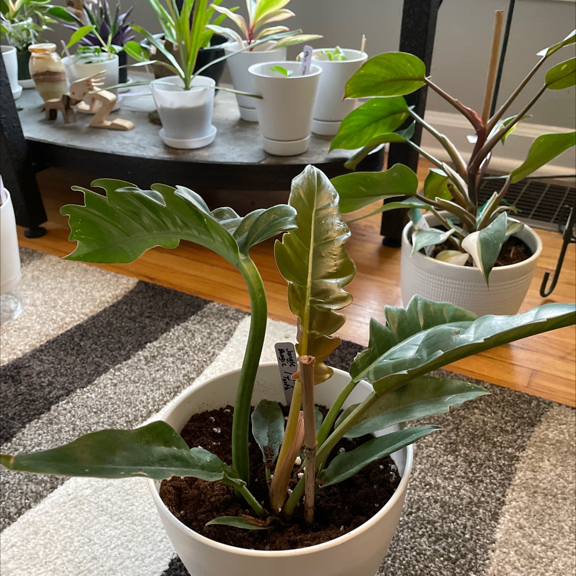 What Do Philodendron 'Jungle Boogie' Flowers Mean?