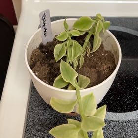 mezoo trailing red: How Much Water & Light Does it Need to Thrive?