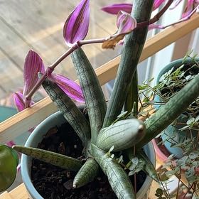 Zeus | A plant by @AddiesBaddies on Greg