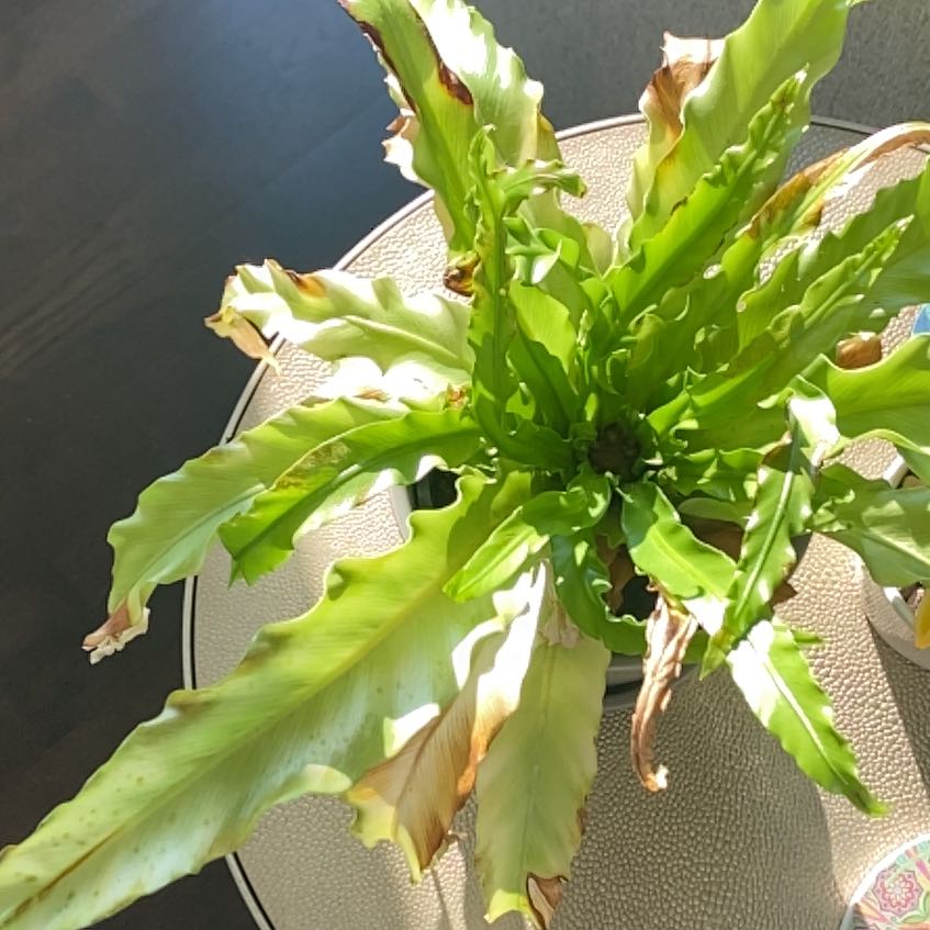 🐦 Why Are My Bird's Nest Fern Leaves Turning Yellow?