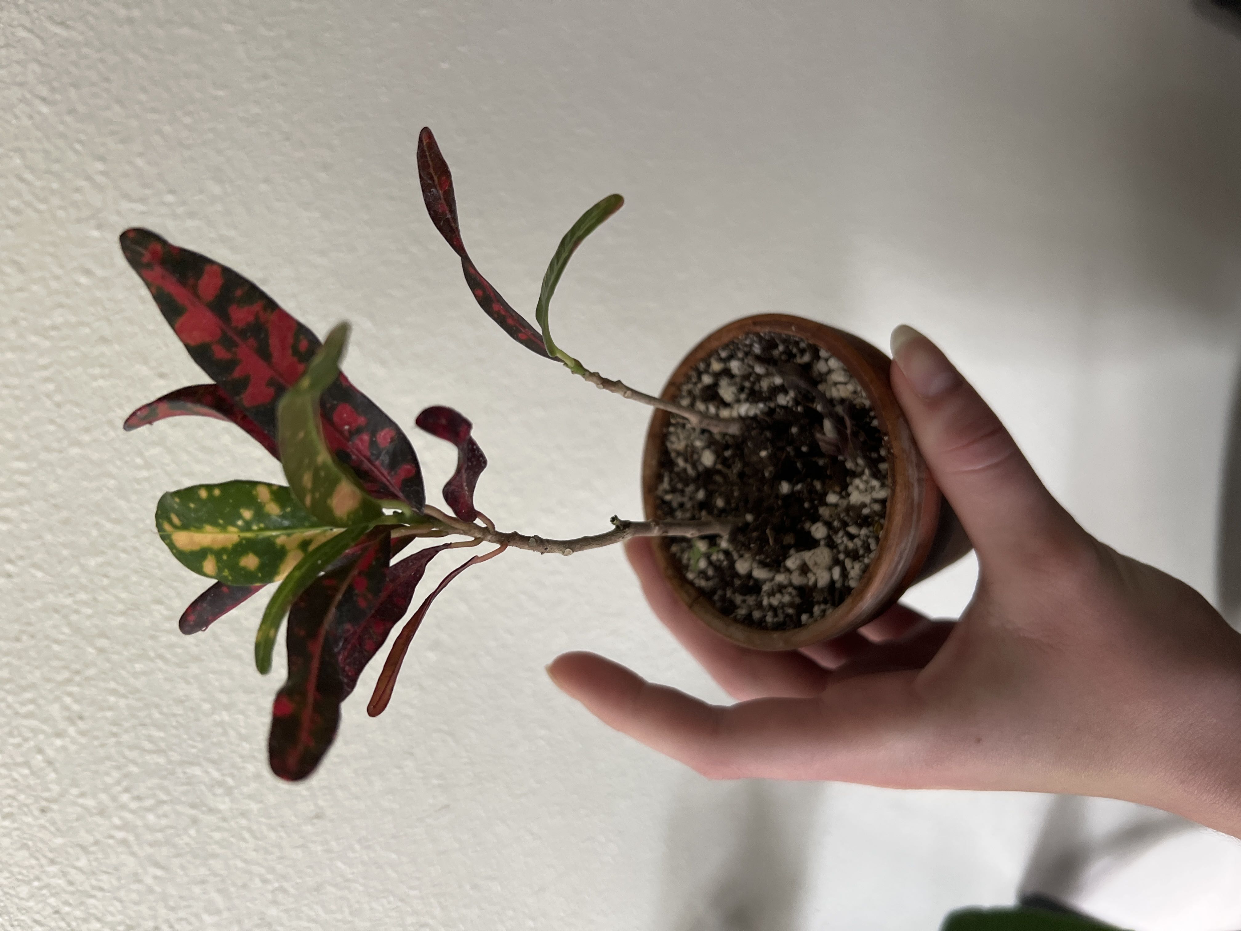 Bush on Fire Croton: How Much Water & Light Does it Need to Thrive?