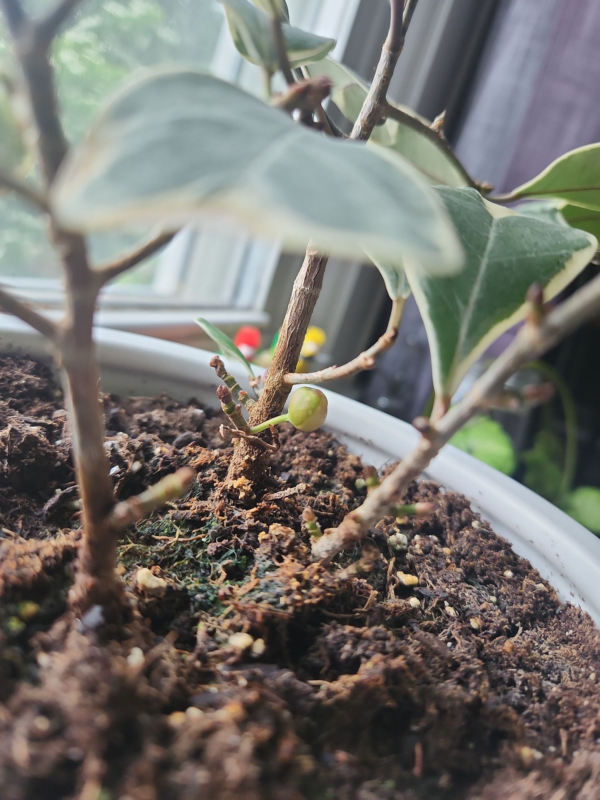 Keep Your Ficus triangularis 'Variegata' Alive: Light, Water & Care ...