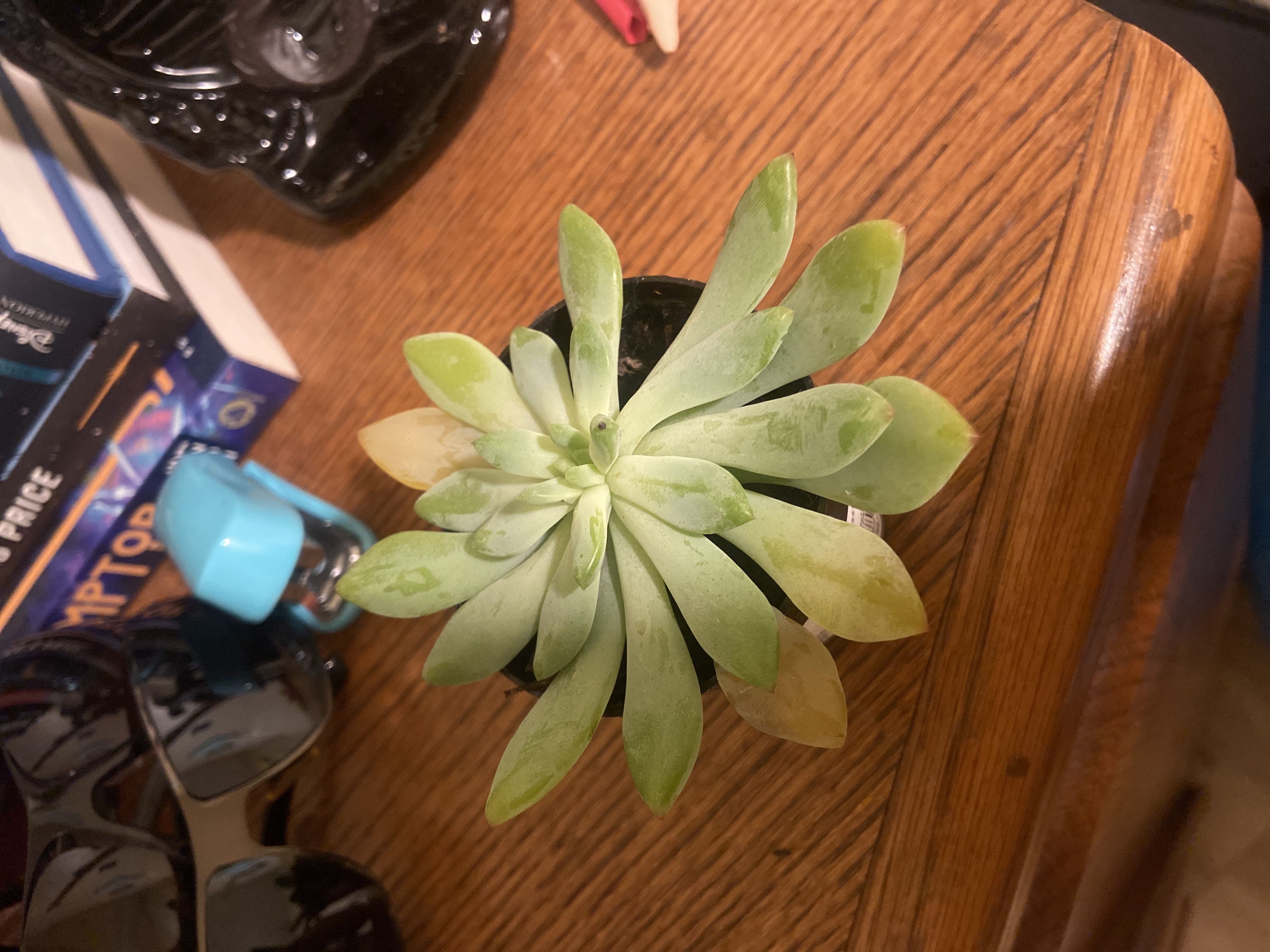 Can someone tell me what I can do to prevent it from wilt...