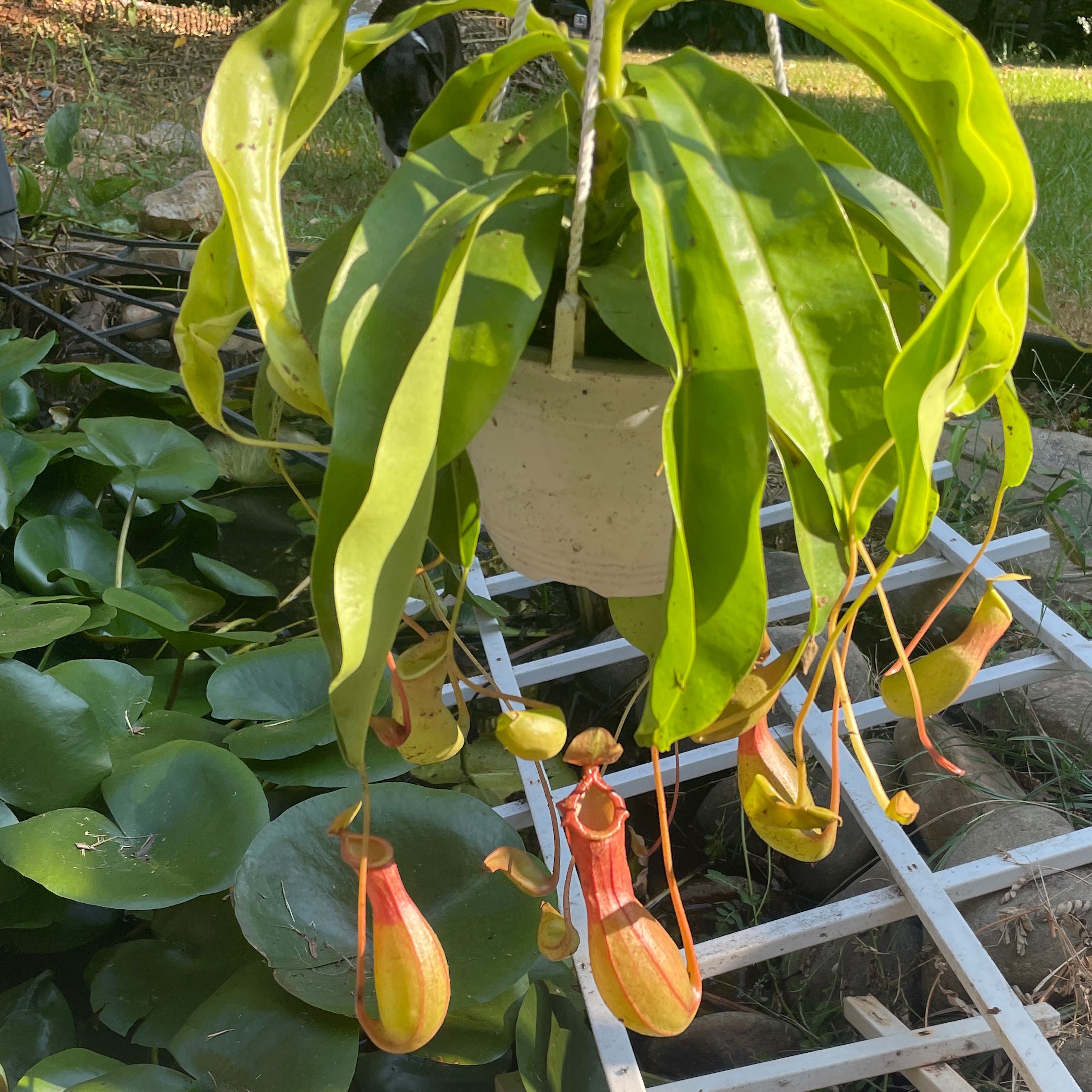 Why Are My Common Swamp Pitcher Plant Leaves Falling Over? 🪰
