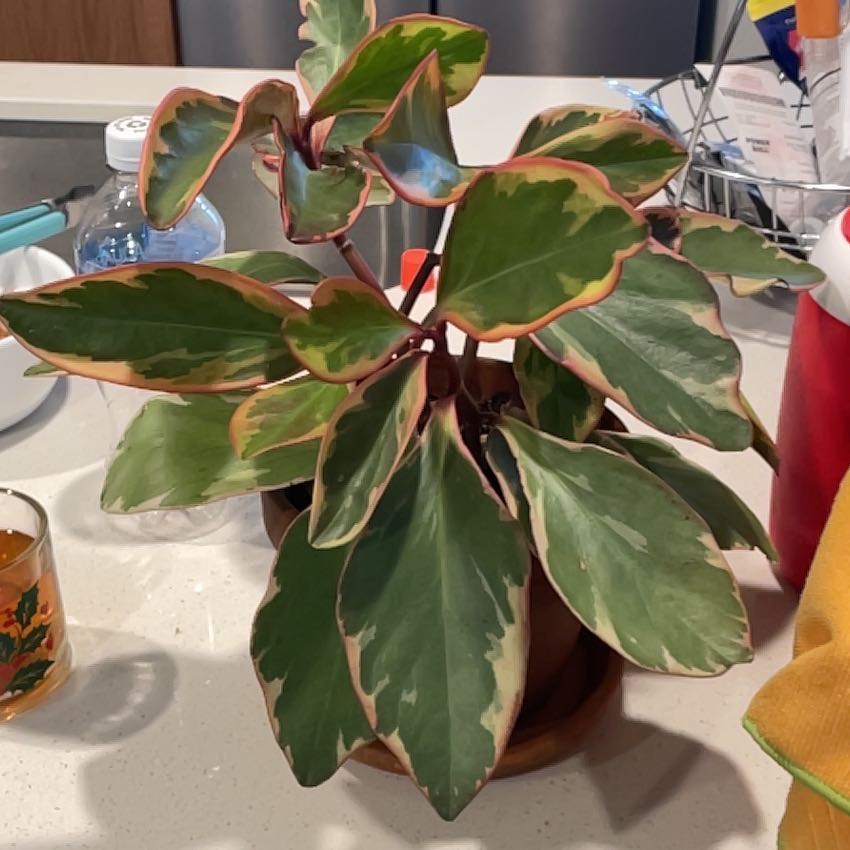 The Complete Jelly Plant Plant Care Guide: Water, Light & Beyond