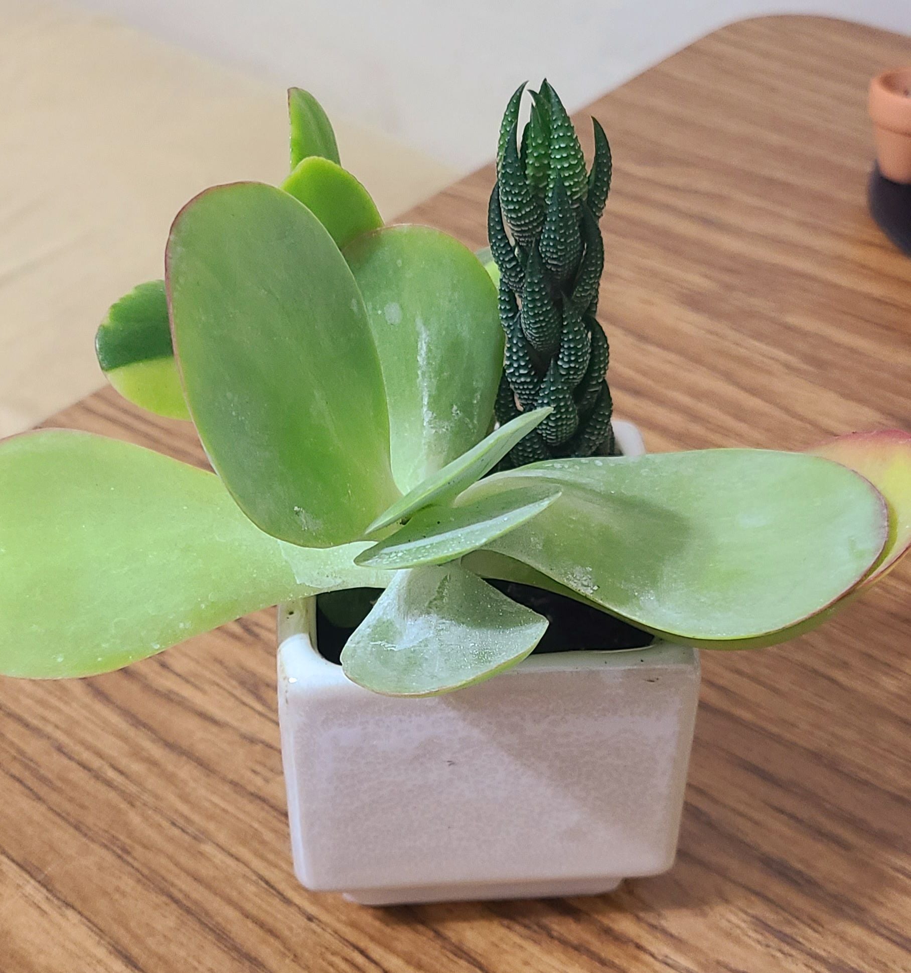 Miracle Leaf Plant Care: Water, Light, Nutrients | Greg App 🌱